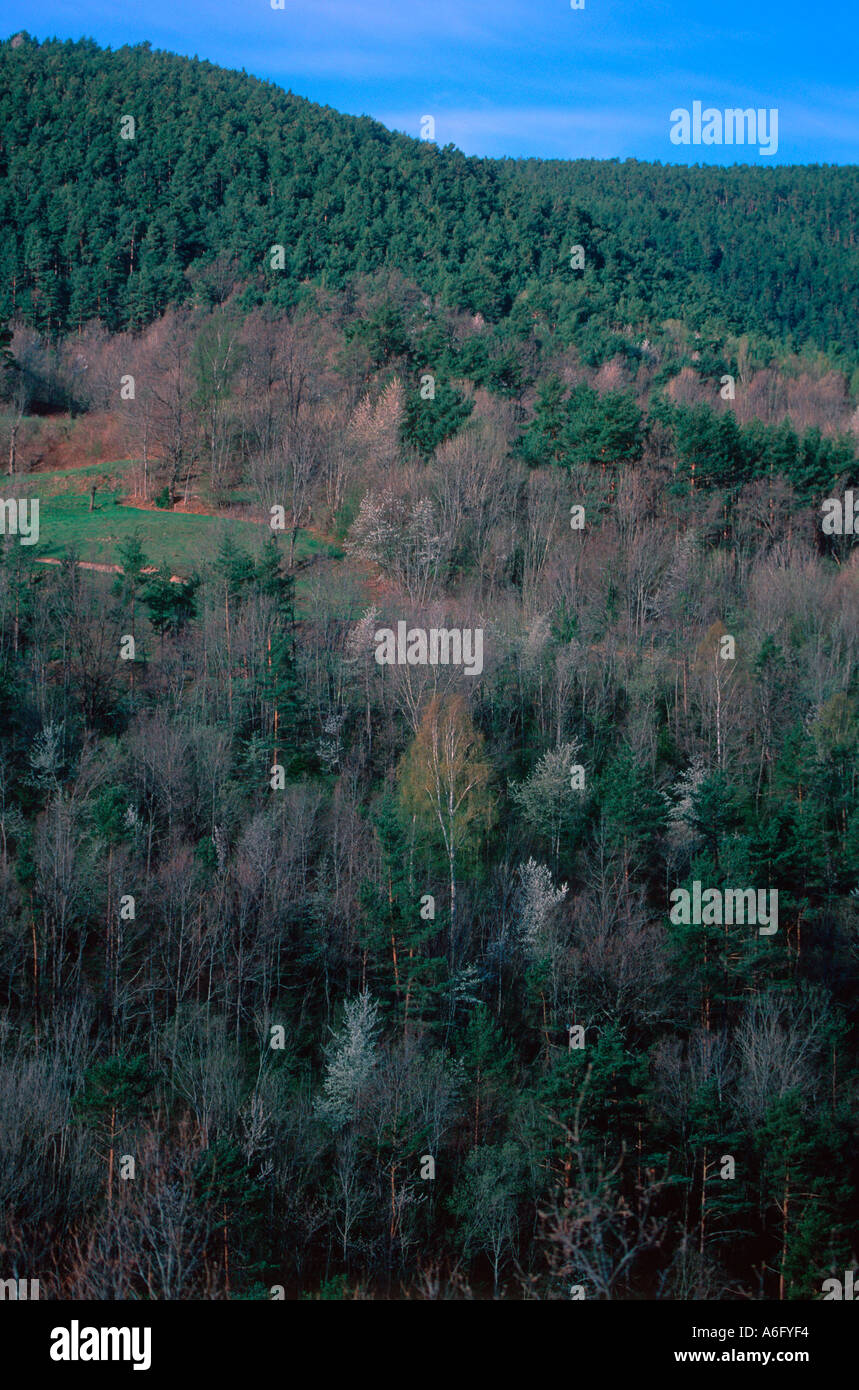 Different Trees on Spring. Pyrenees Stock Photo - Alamy