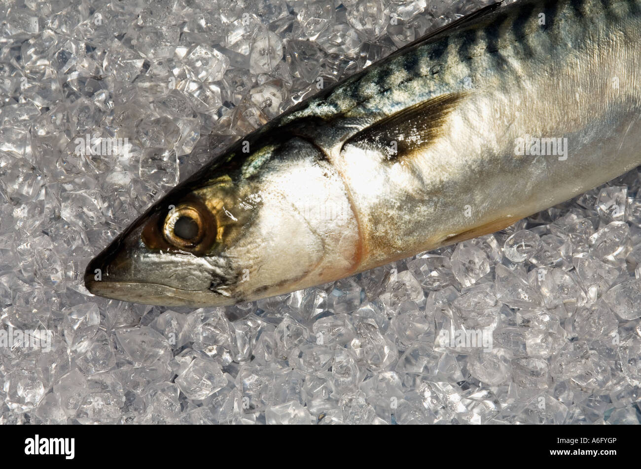 Mackerel on crushed ice Stock Photo - Alamy