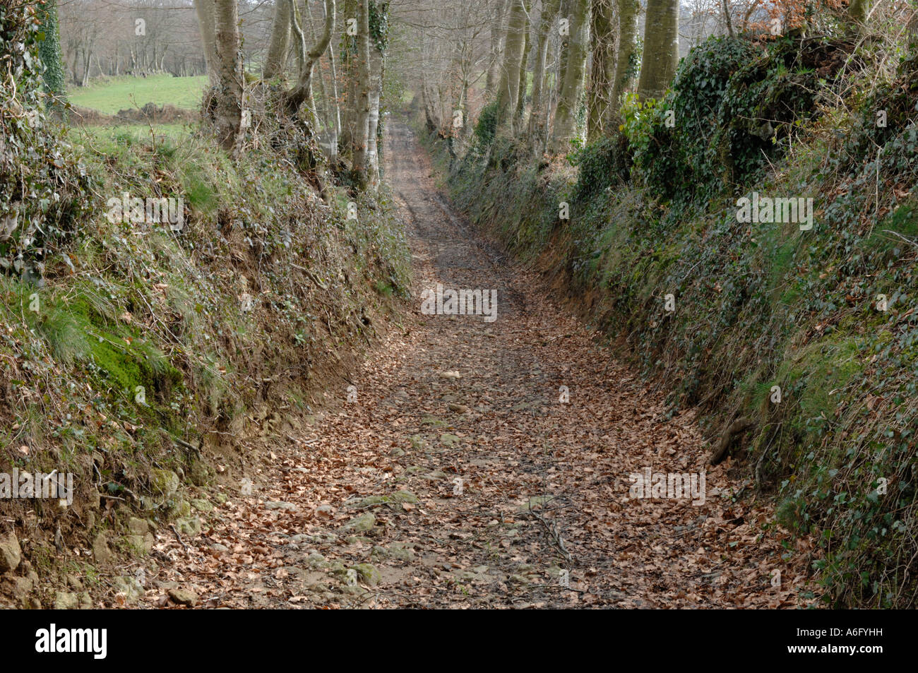 Normandy hedgerows hi-res stock photography and images - Alamy