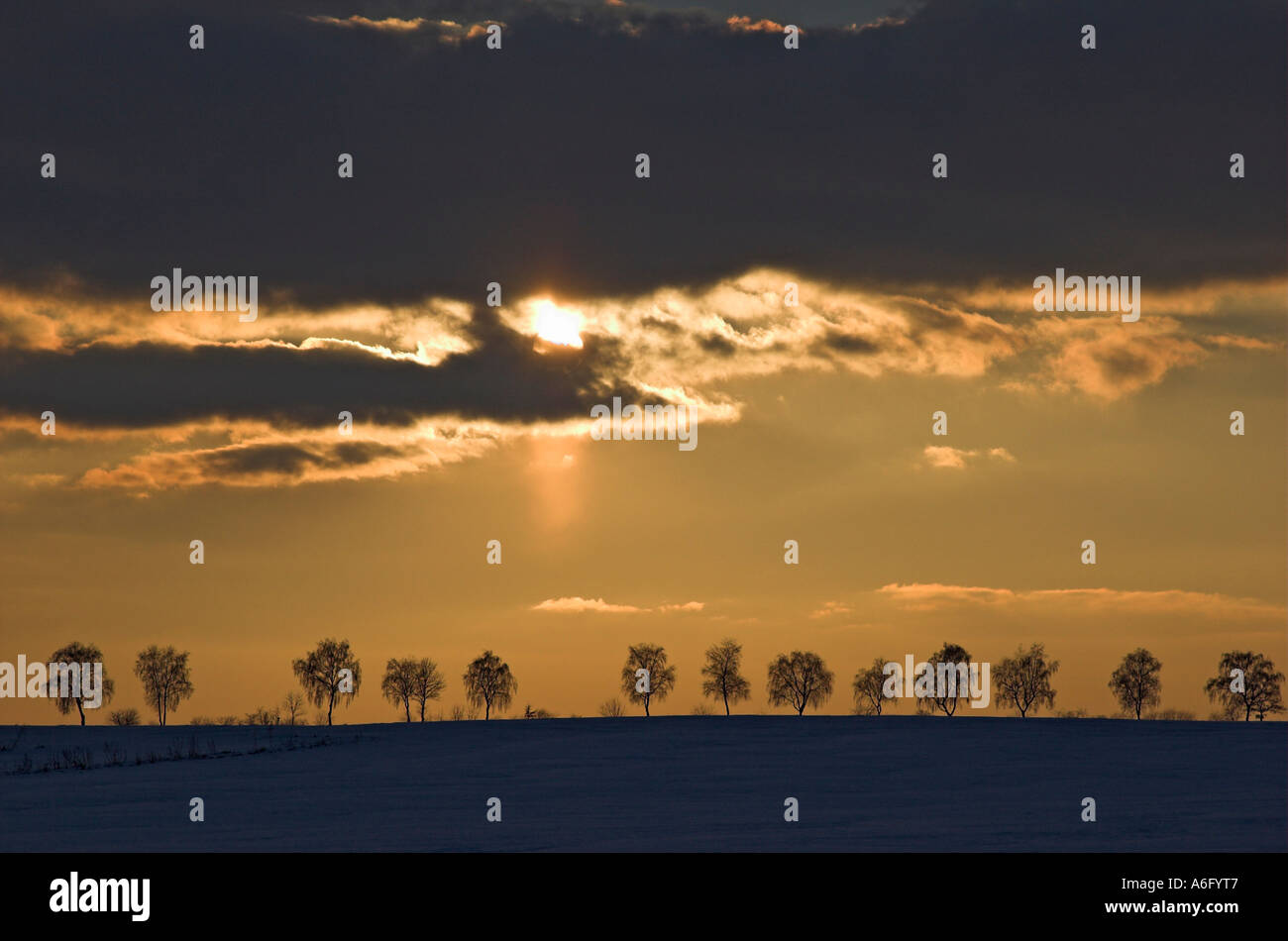 Back lit plants sunset sky back lit hi-res stock photography and images ...