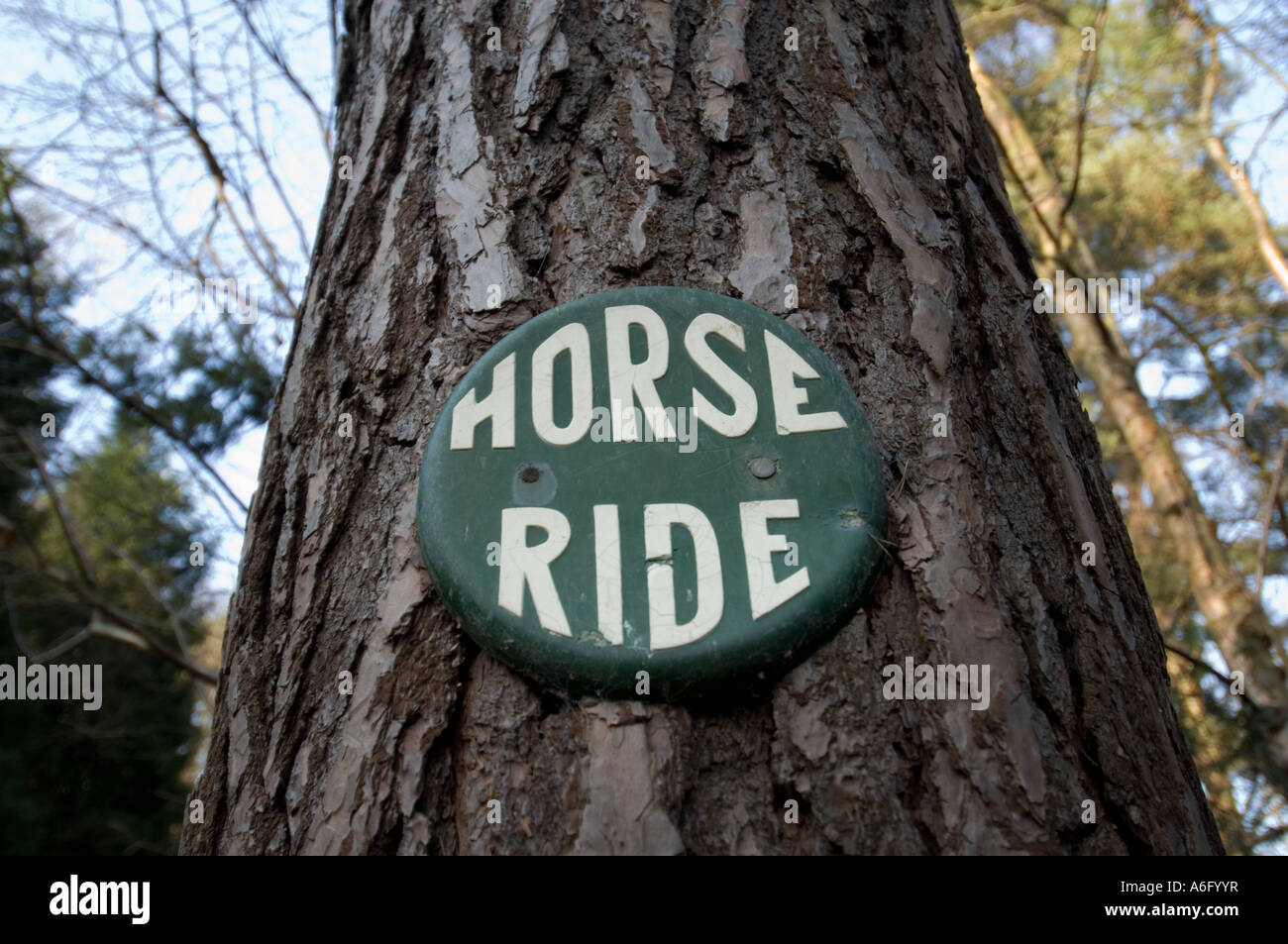 horse ride sign nailed to a tree showing direction of the bridalpath ...