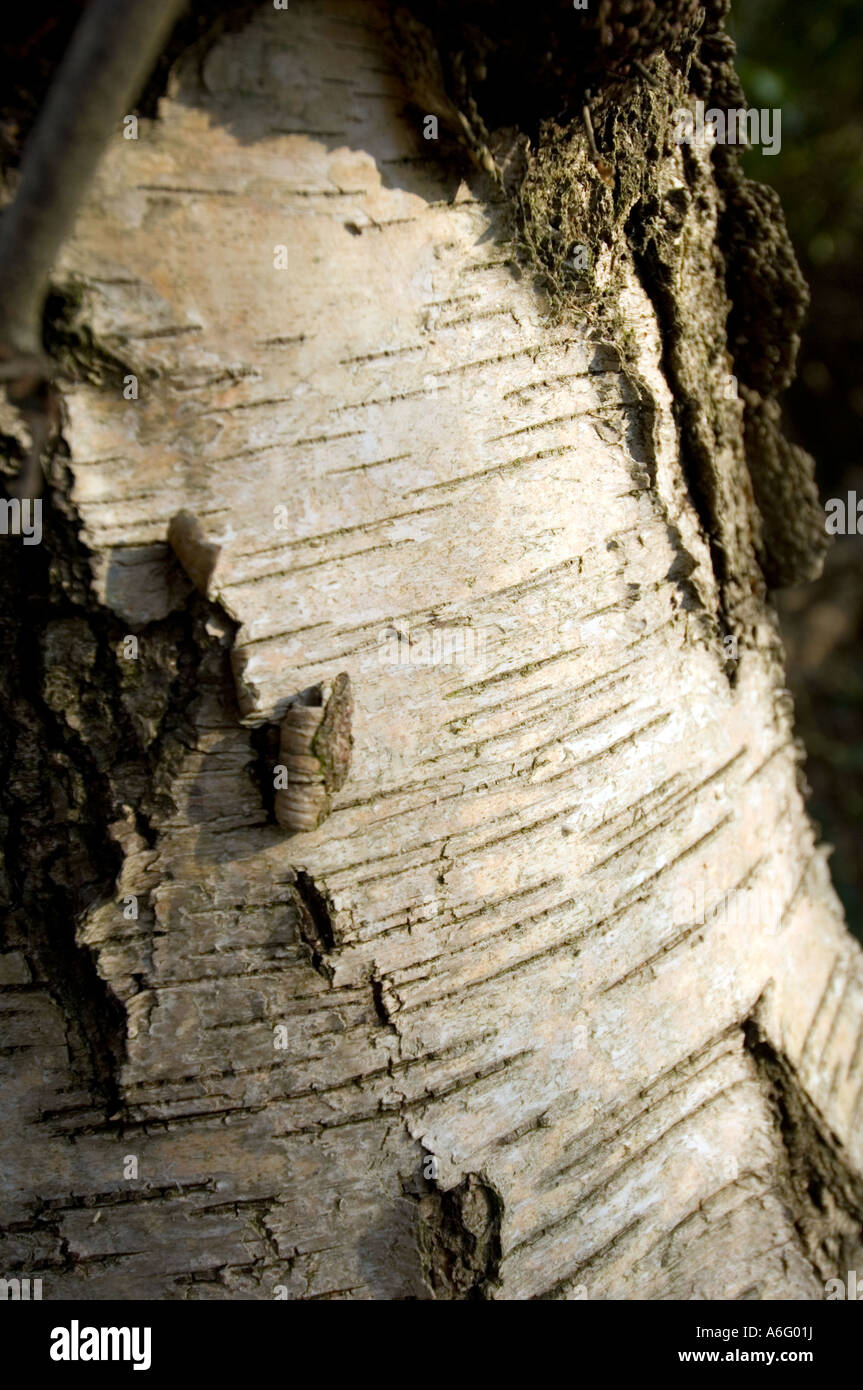 bark of the silver birch tree Stock Photo - Alamy