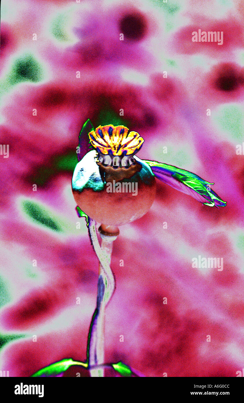 abstract poppy head Stock Photo - Alamy