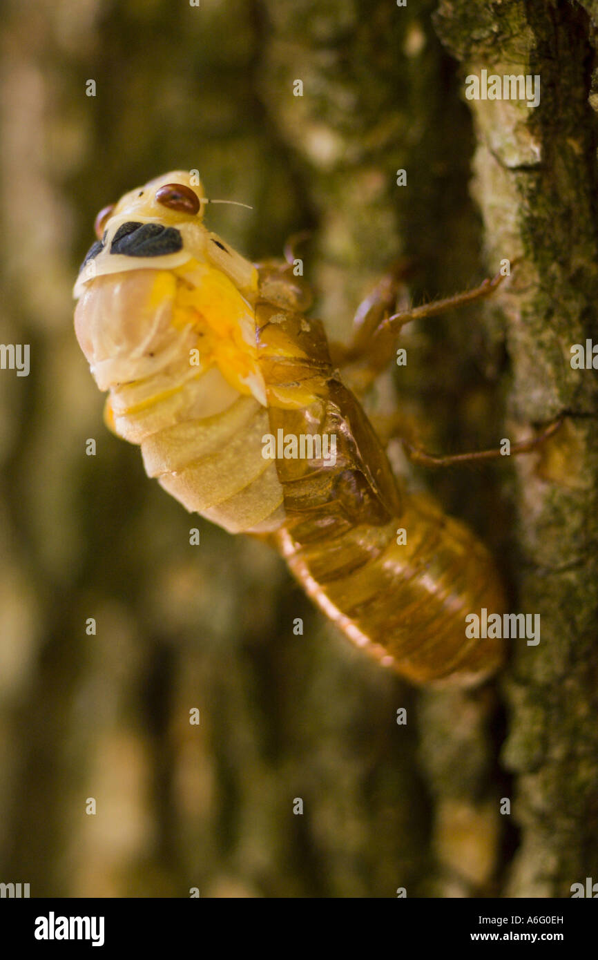 ARLINGTON VIRGINIA USA Brood X cicadas hatch once every 17 years Stock ...