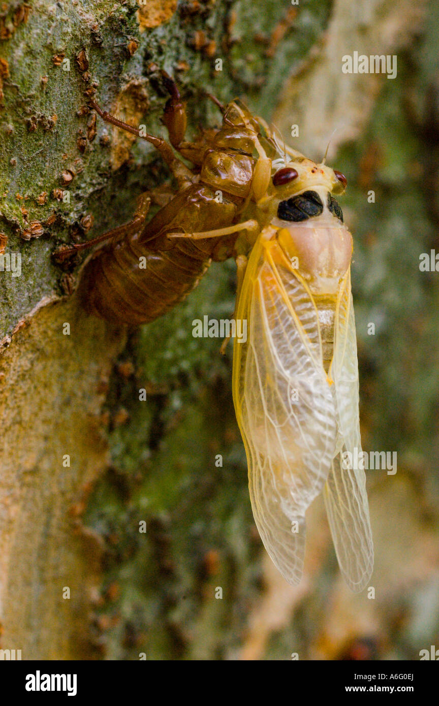 ARLINGTON VIRGINIA USA Brood X cicadas hatch once every 17 years Stock ...
