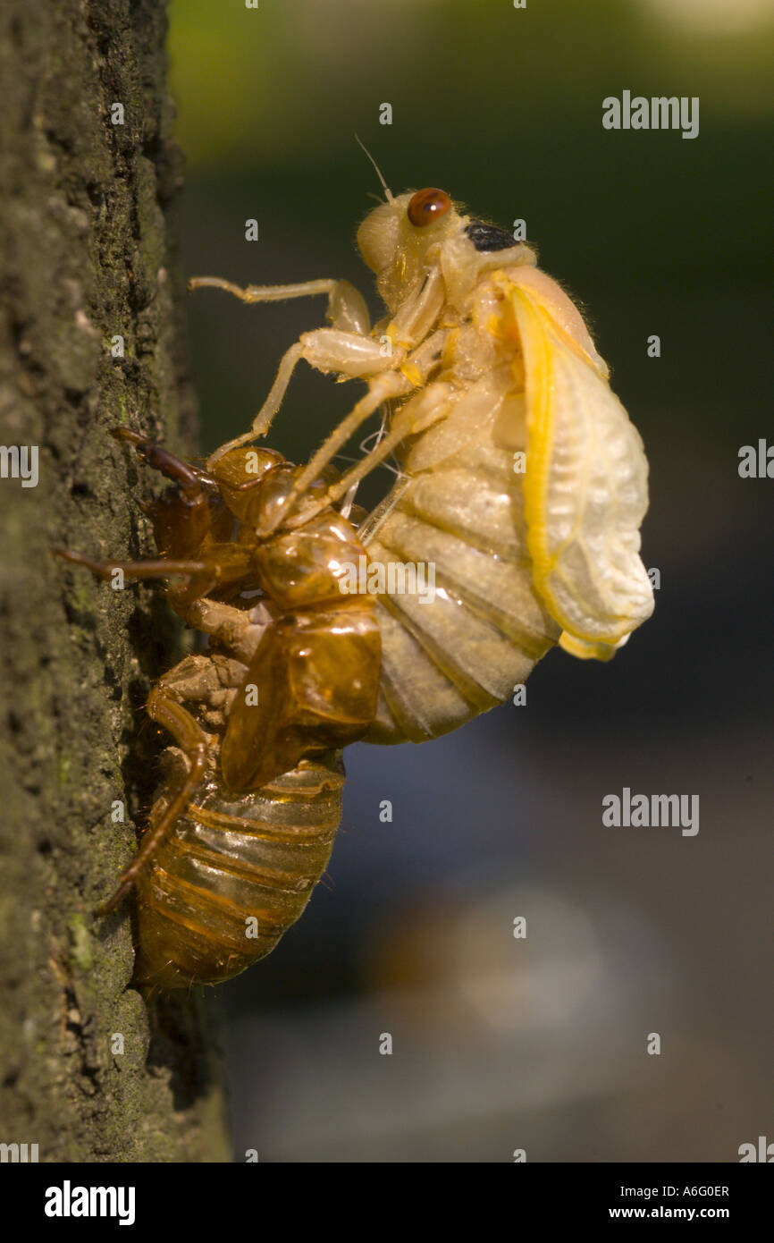 ARLINGTON VIRGINIA USA Brood X cicadas hatch once every 17 years Stock ...