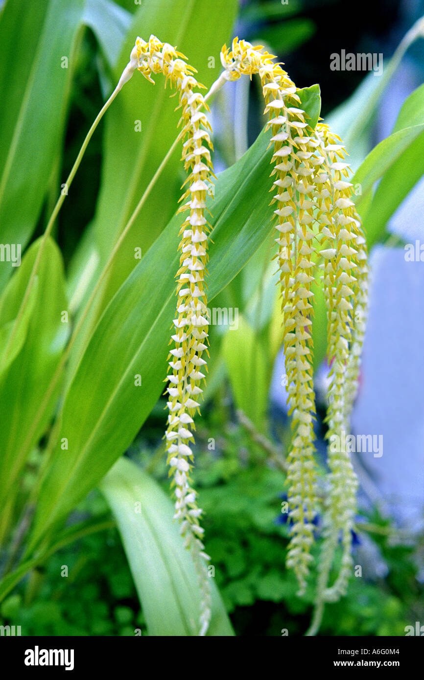 Delicate white orchid hanging hi-res stock photography and images - Alamy