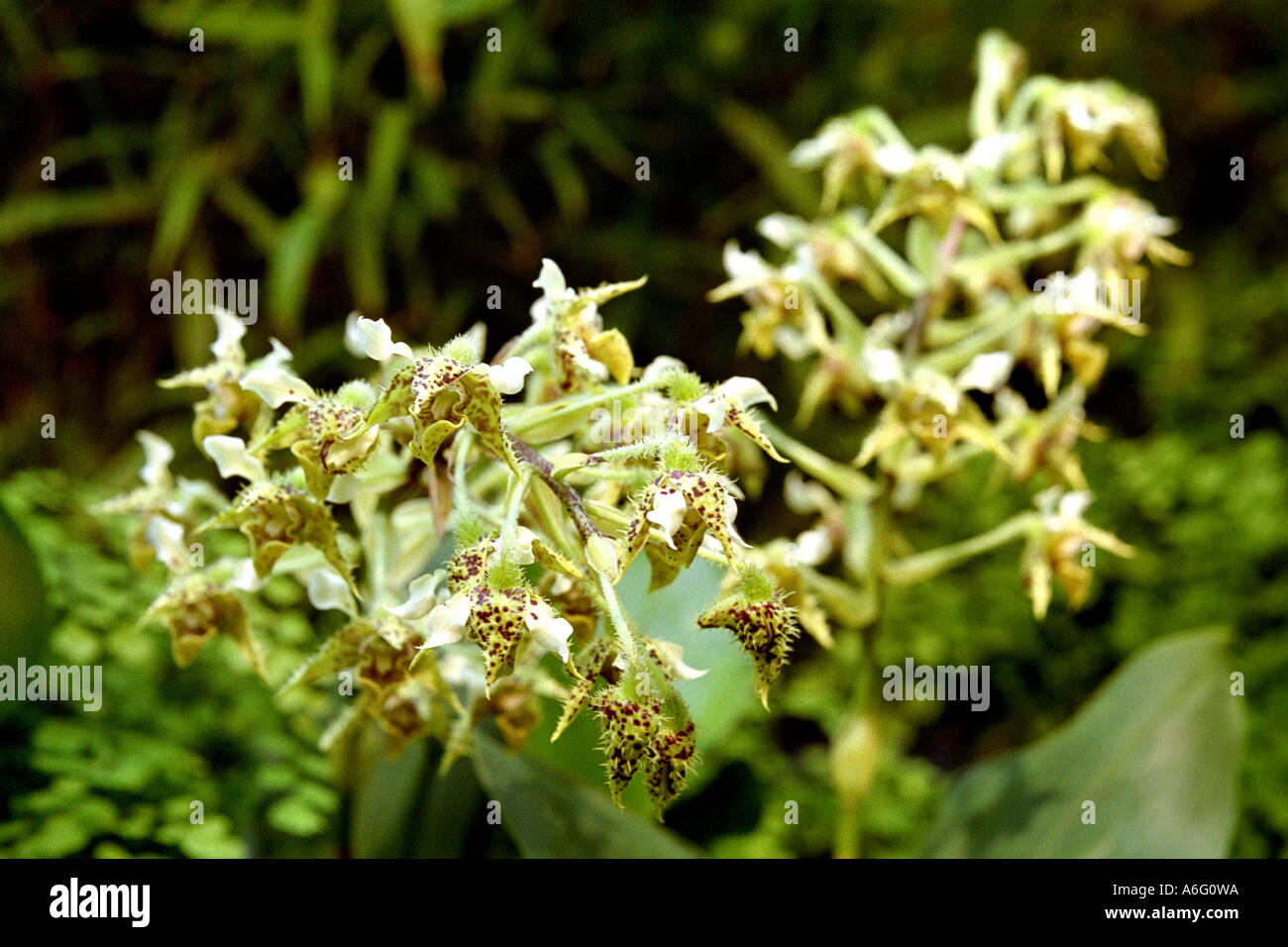Strange orchids hi-res stock photography and images - Alamy