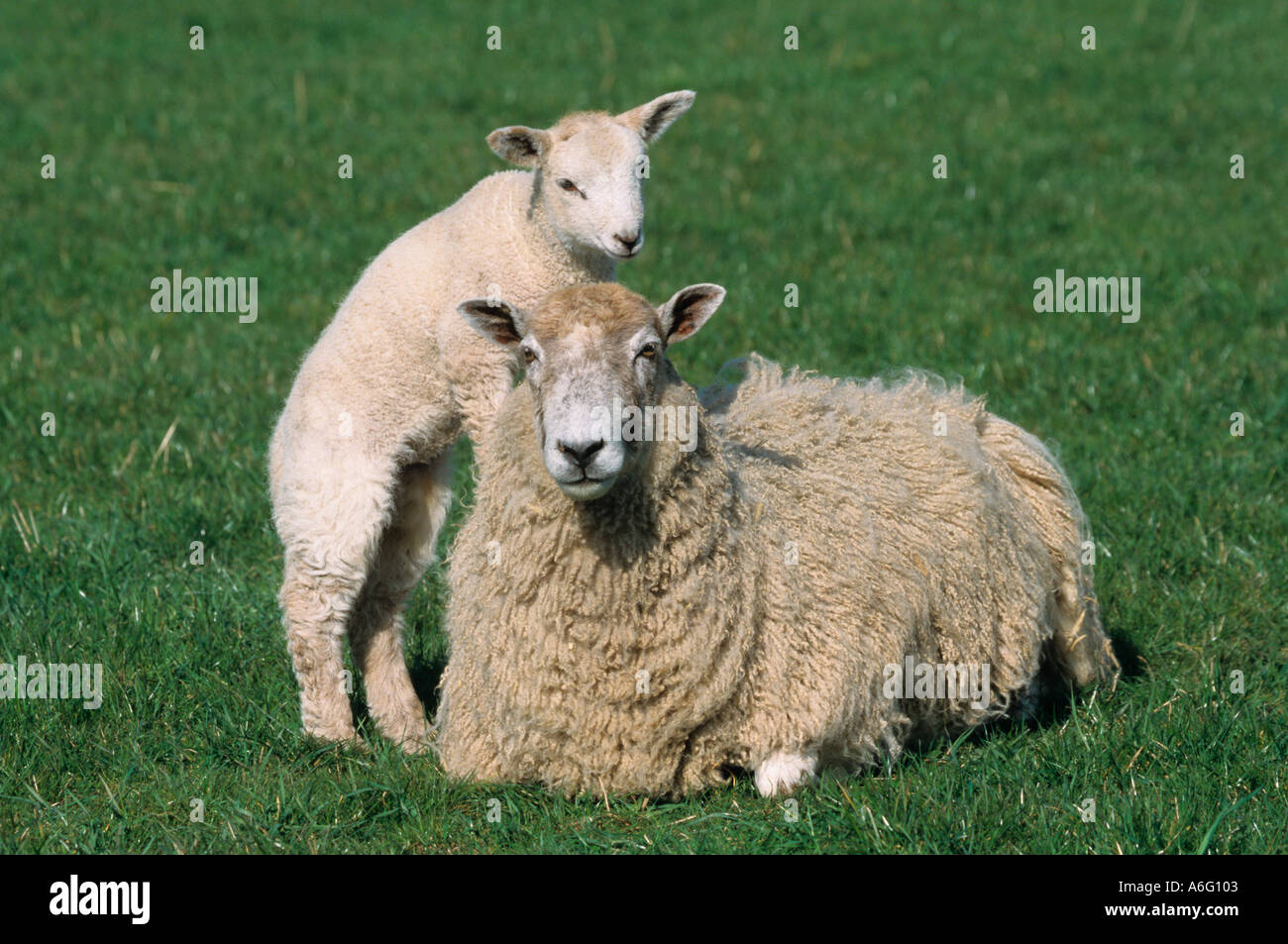Two lambs ewe jumping hi-res stock photography and images - Alamy