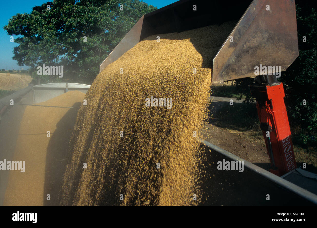 Loading grain for Corn market Stock Photo - Alamy
