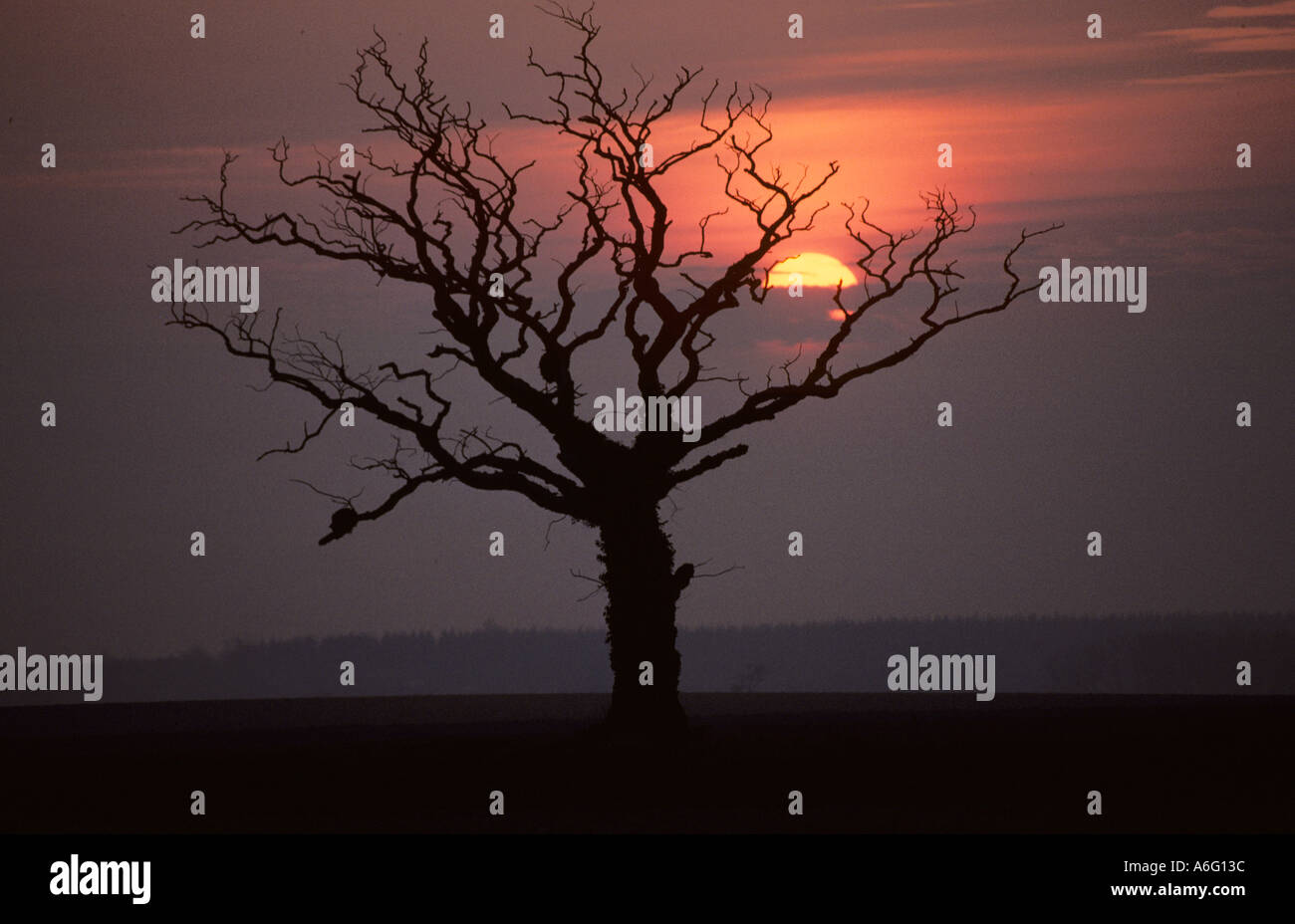 Old dead skeletal trees hi-res stock photography and images - Alamy