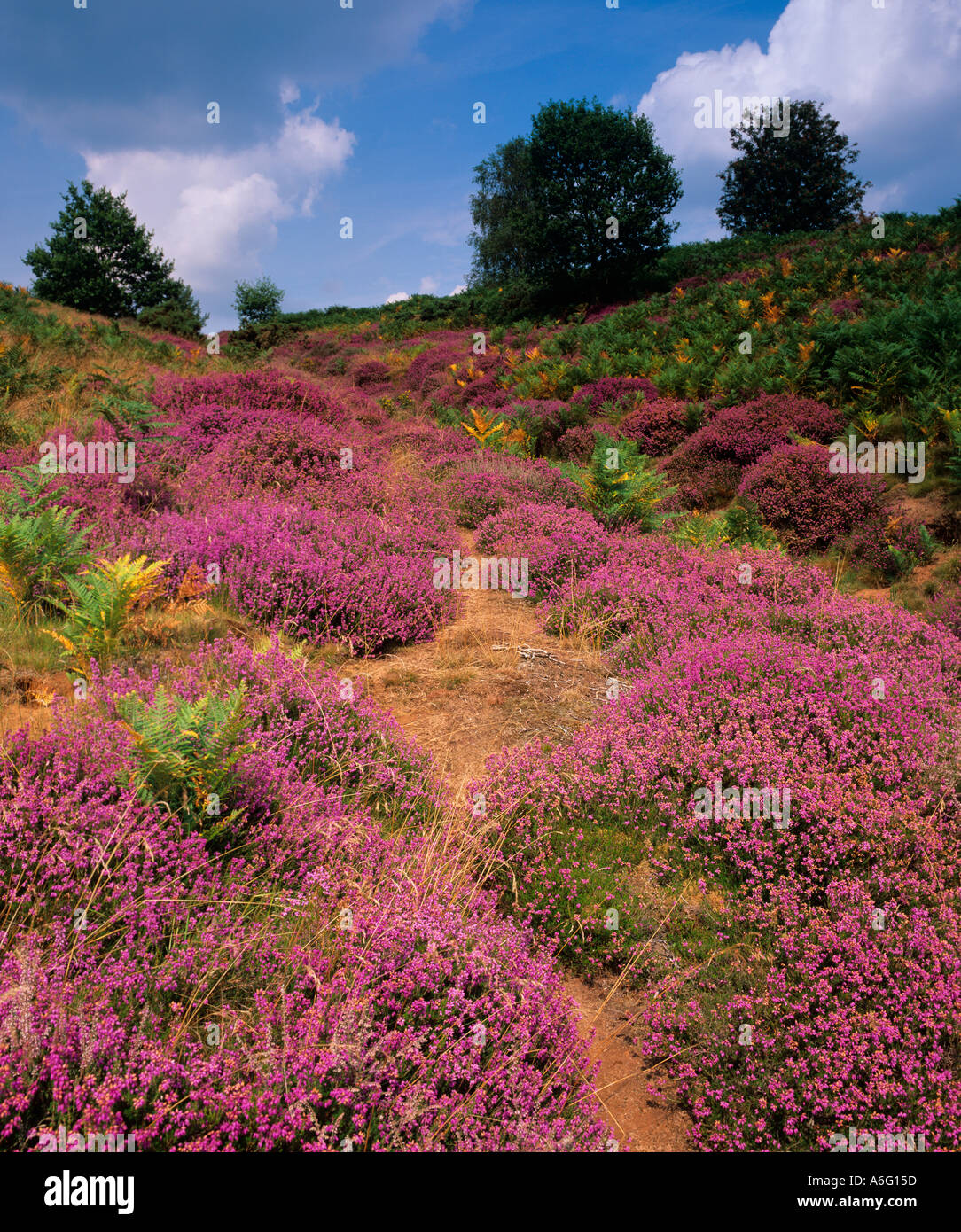 Puttenham Common Surrey UK Autumn Stock Photo - Alamy