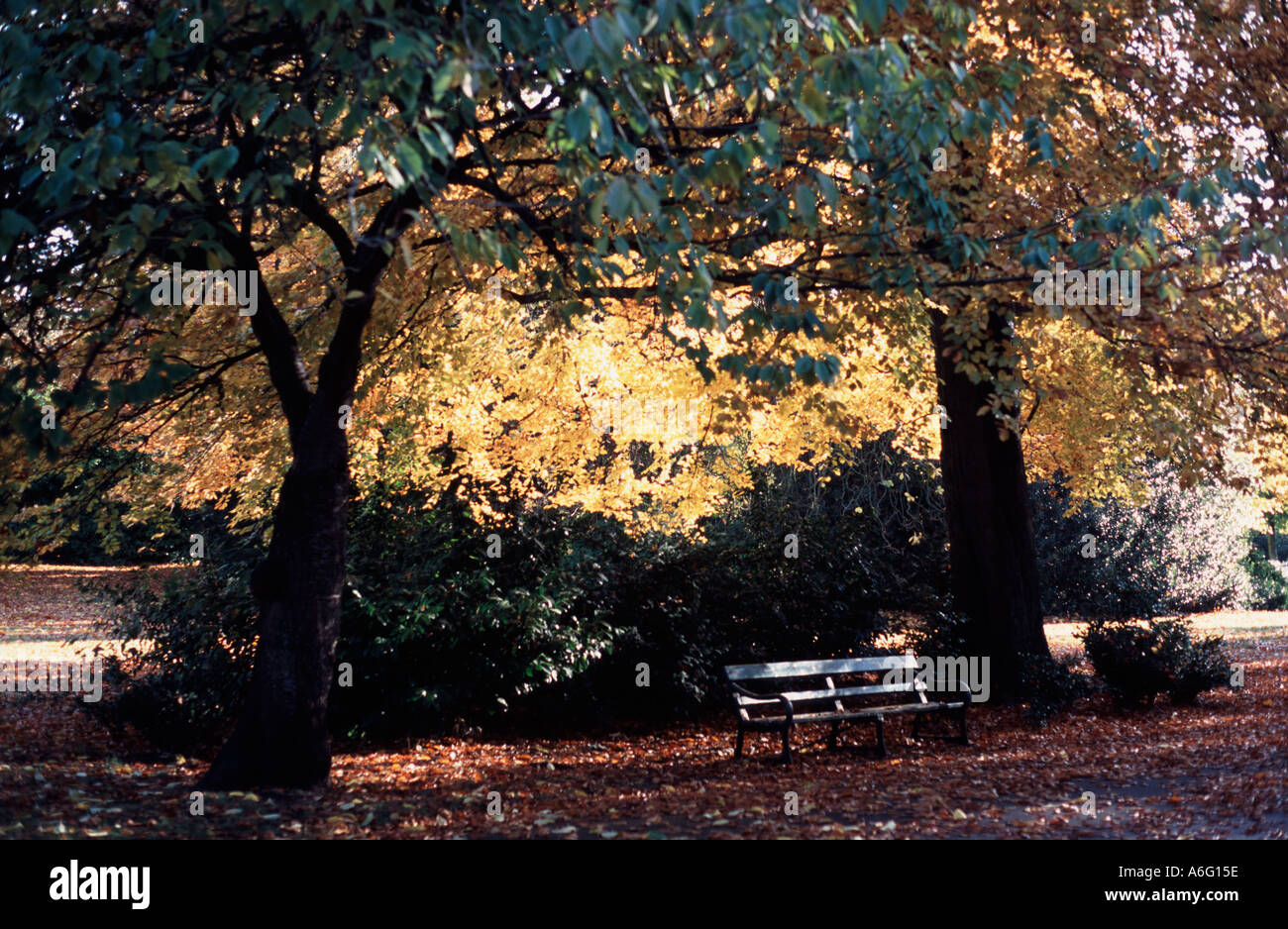 Park bench under autumn trees, Kew Gardens, Surrey, England UK Stock ...
