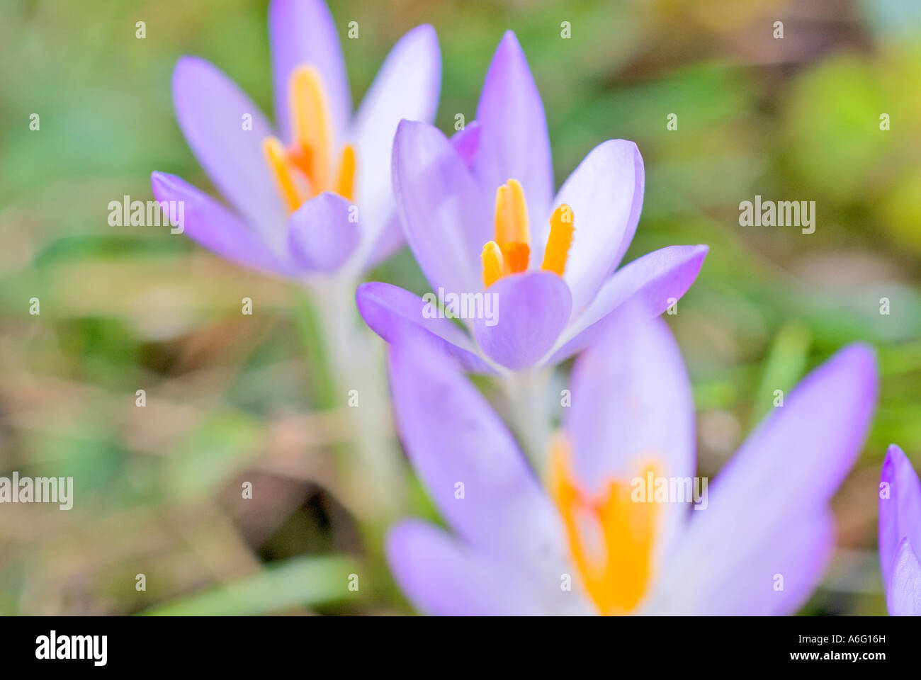 lilac wild growing crocuses Crocus Vernus Vernus Stock Photo - Alamy