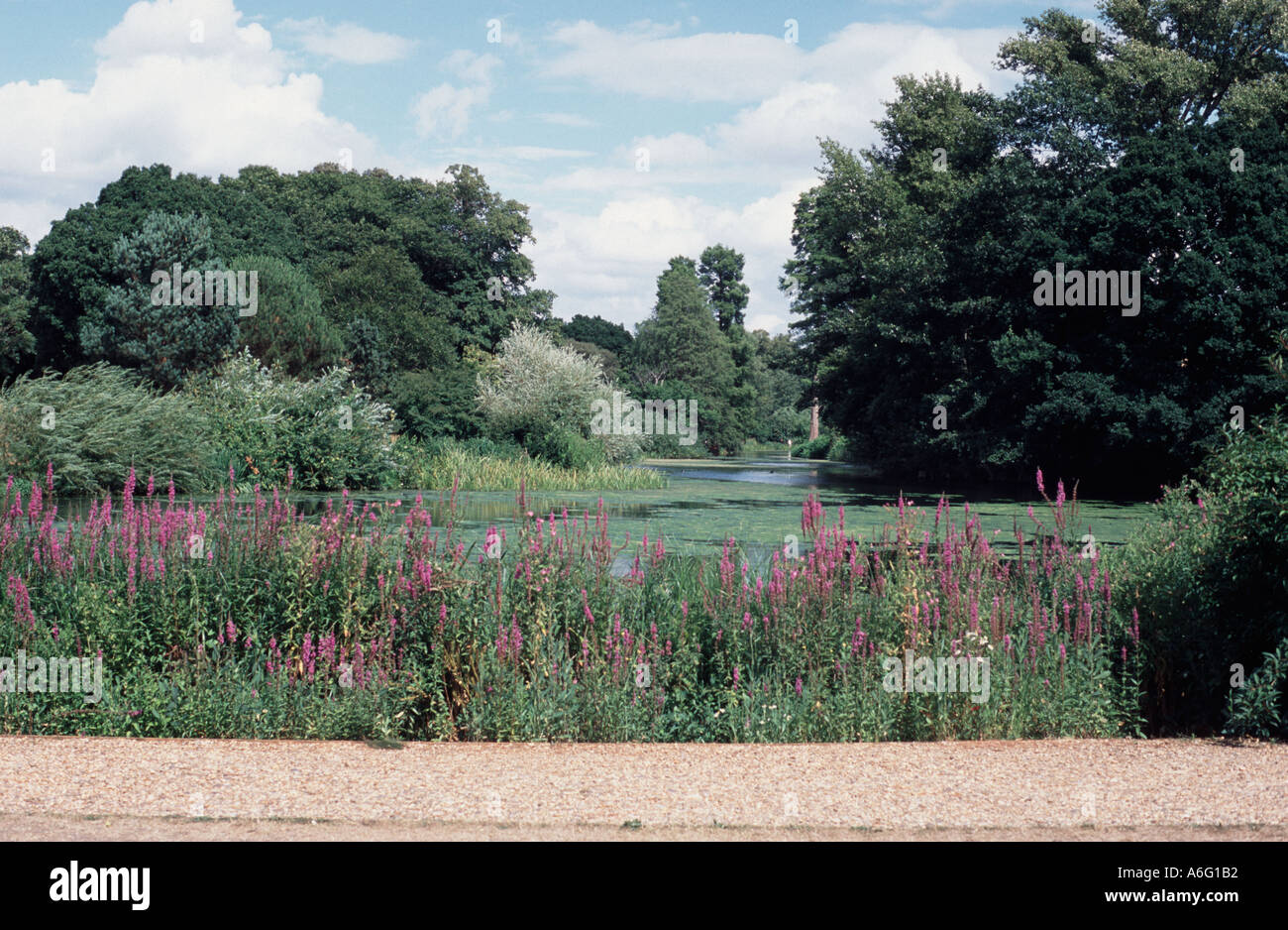 The River Thames at Kew Surrey England UK Stock Photo - Alamy