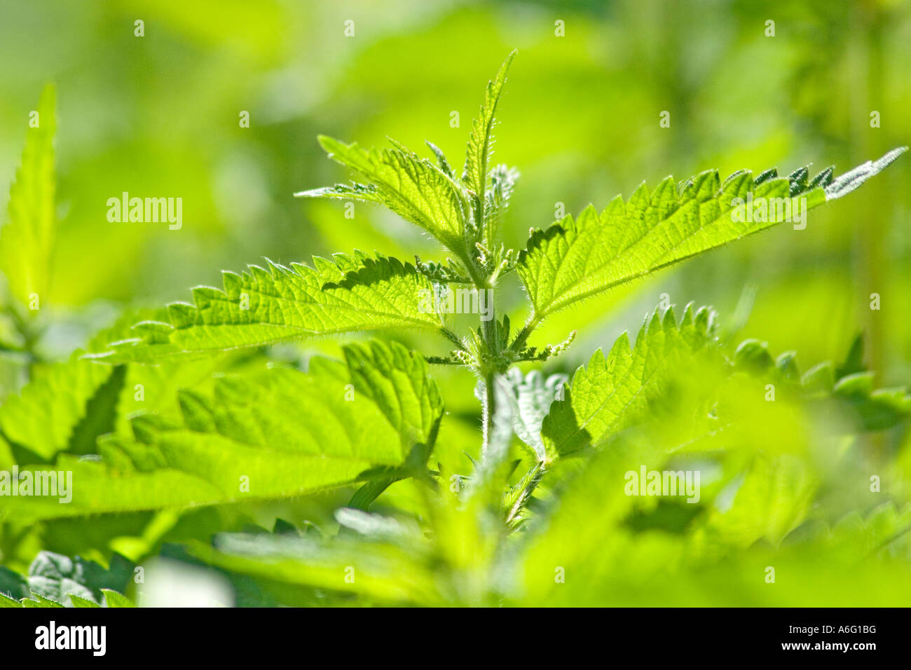 Field of nettles hi-res stock photography and images - Alamy