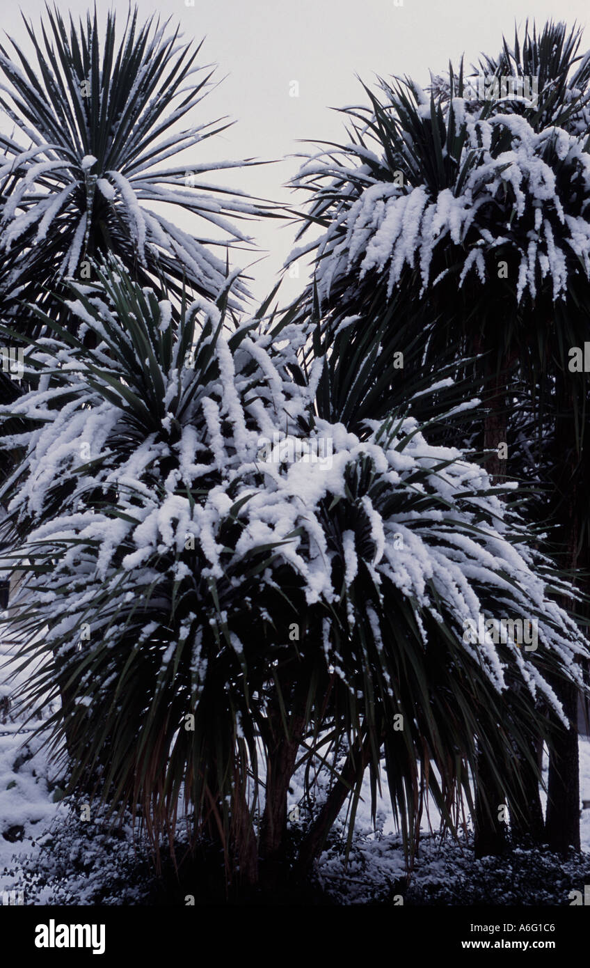 Yucca plants covered in snow Heston Park Middlesex, England UK Stock ...