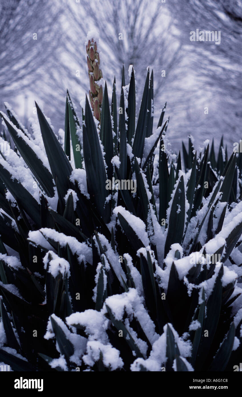 Yucca plants covered in snow Heston Park Middlesex, England UK Stock ...
