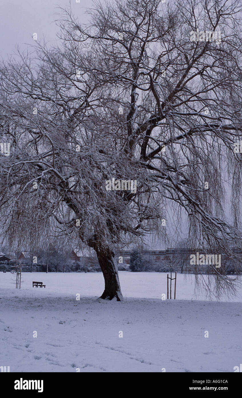 Trees and path covered with snow Heston Park Middlesex, England UK ...