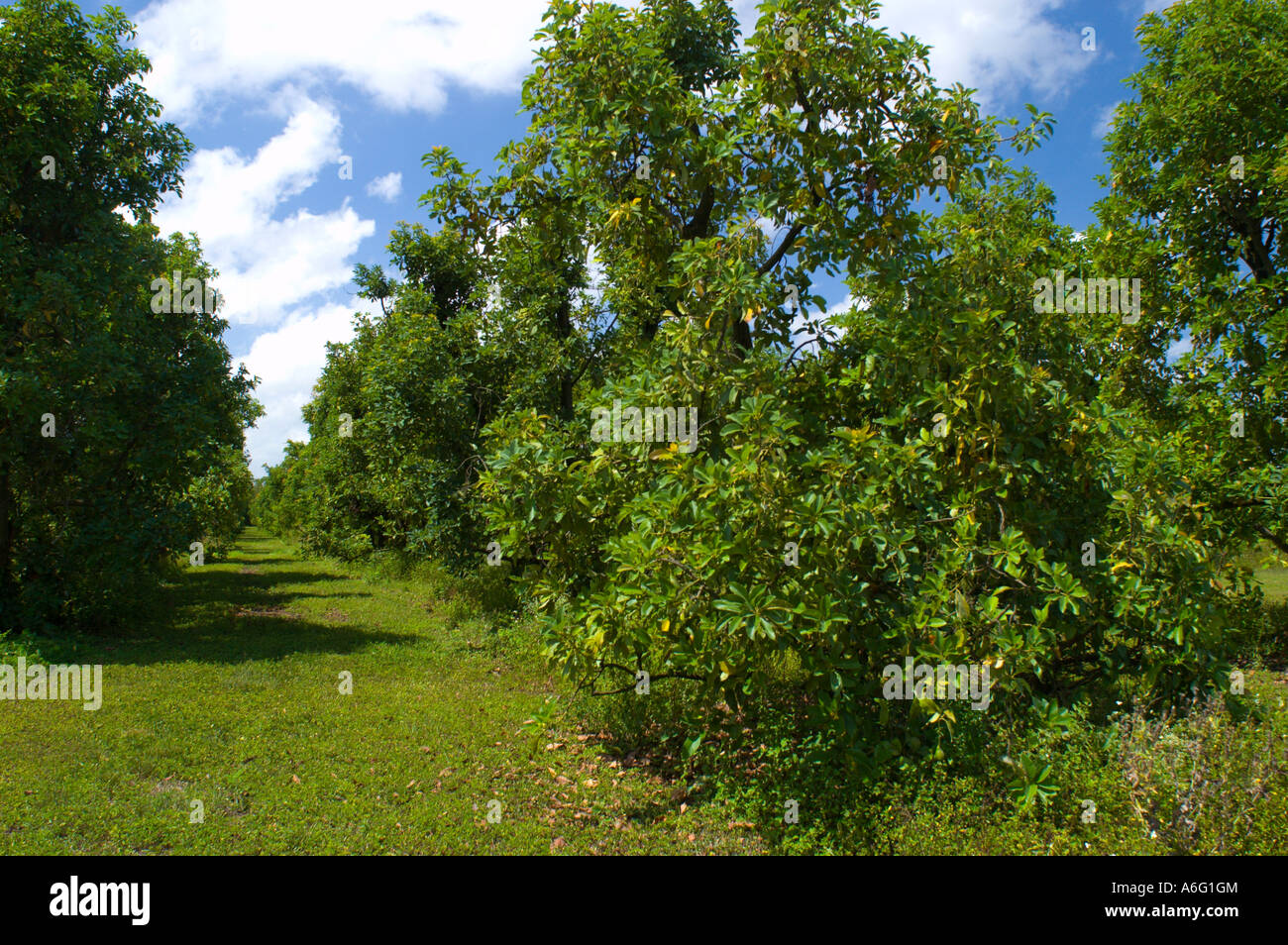 Florida avocado hi-res stock photography and images - Alamy