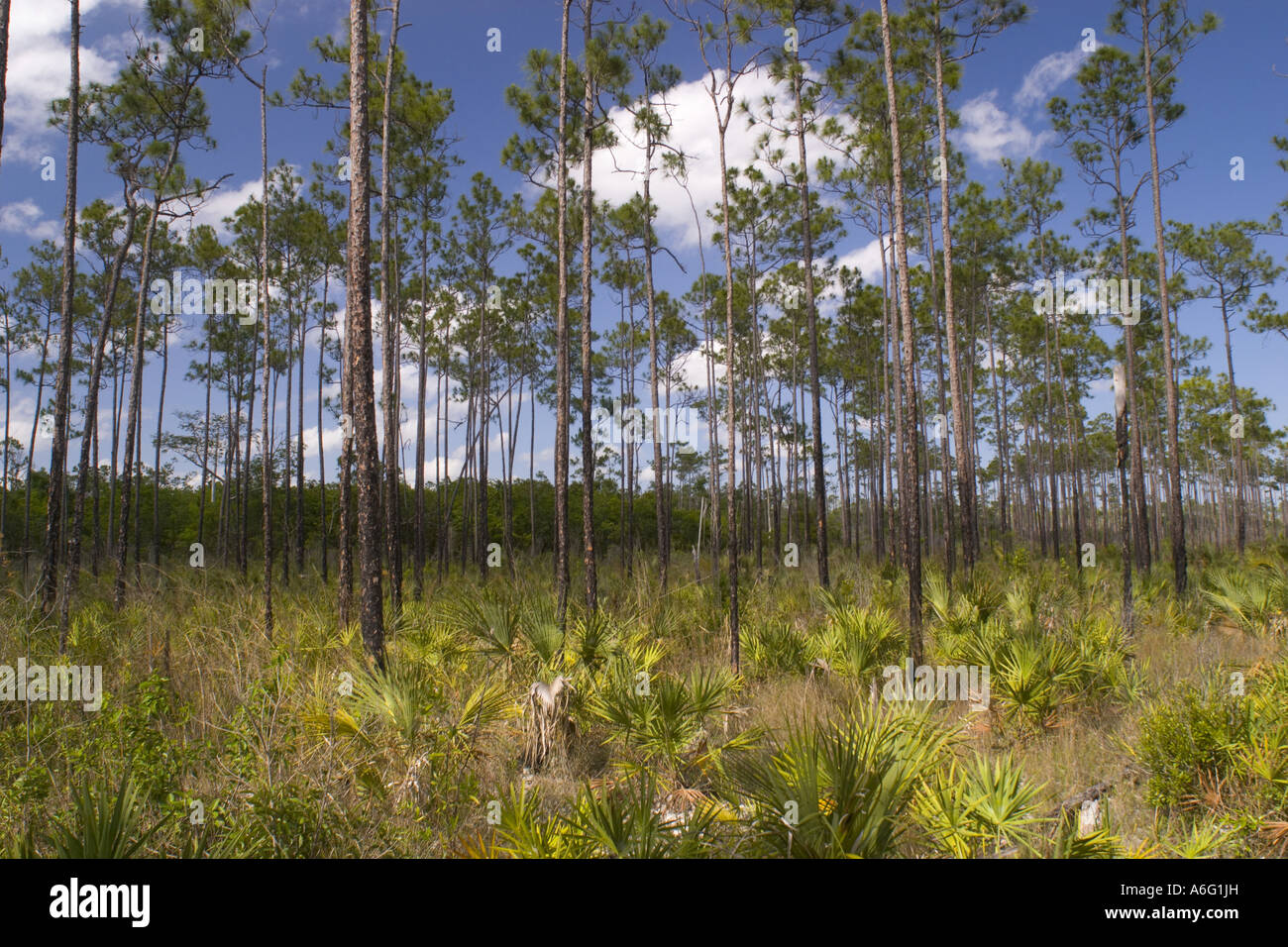 EVERGLADES NATIONAL PARK FLORIDA USA Slash Pine micro climate ...