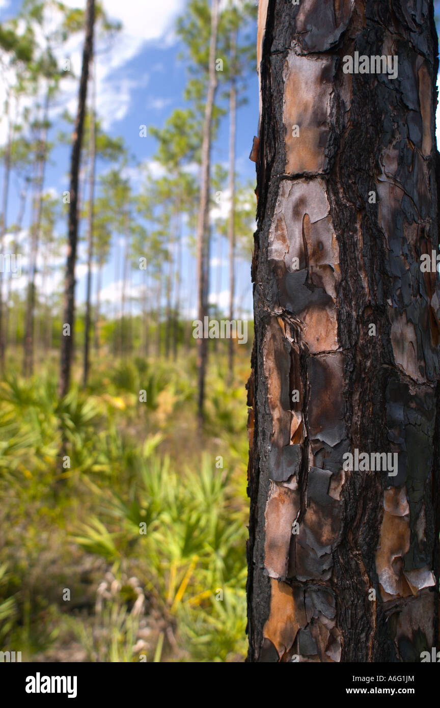 EVERGLADES NATIONAL PARK FLORIDA USA Slash Pine micro climate ...