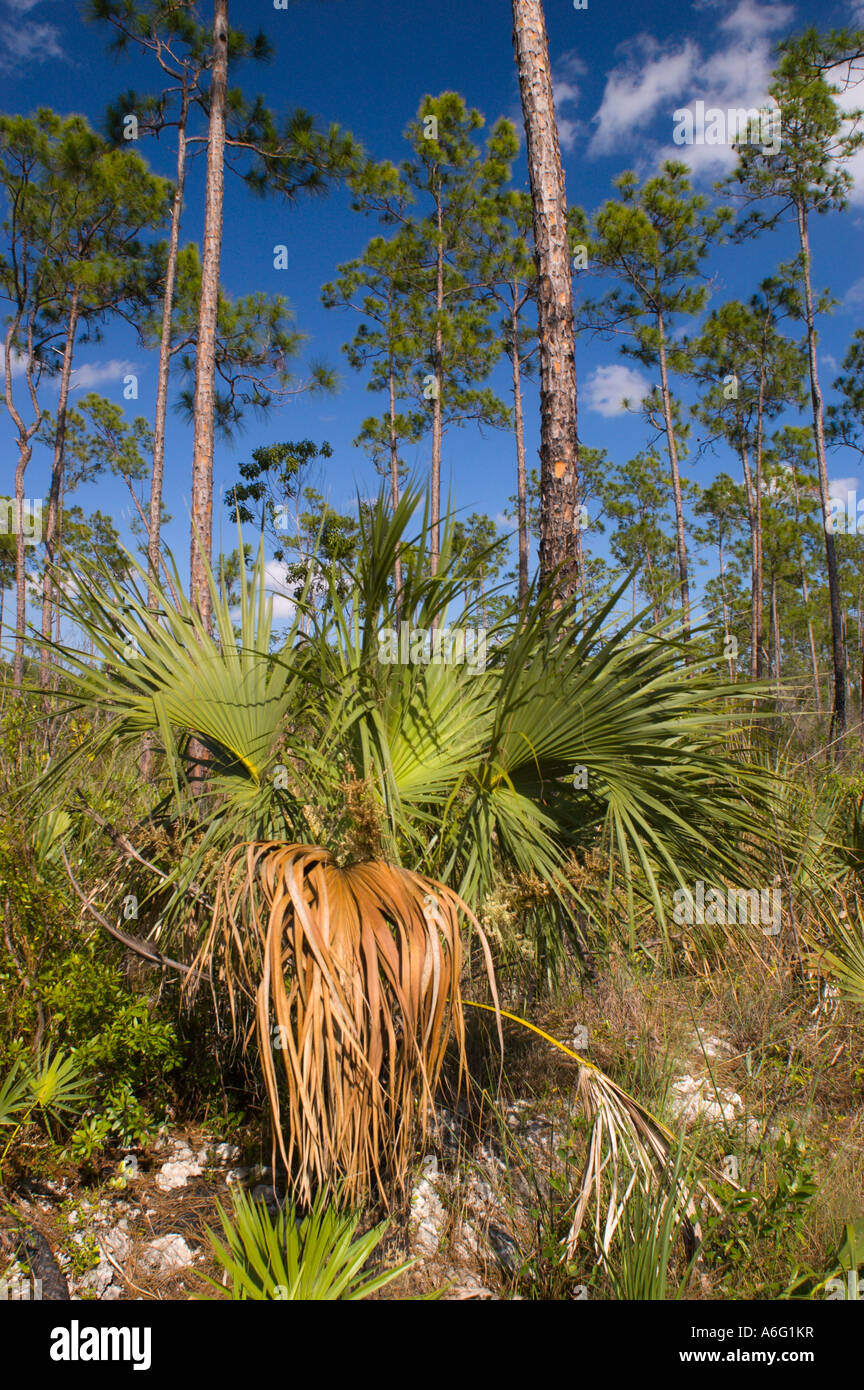 EVERGLADES NATIONAL PARK FLORIDA USA Slash Pine micro climate ...
