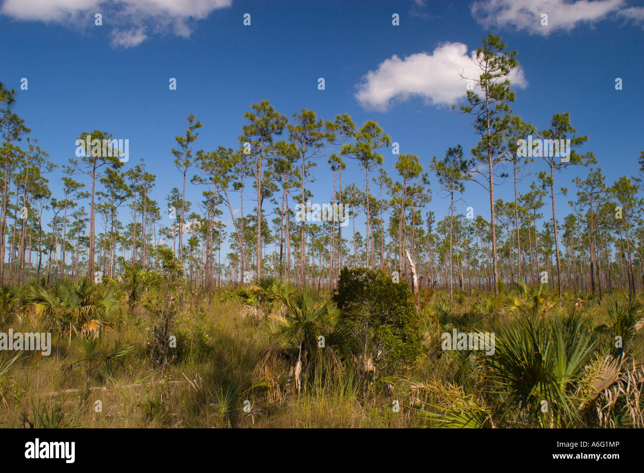EVERGLADES NATIONAL PARK FLORIDA USA Slash Pine micro climate subtropical pine forest Everglades ...