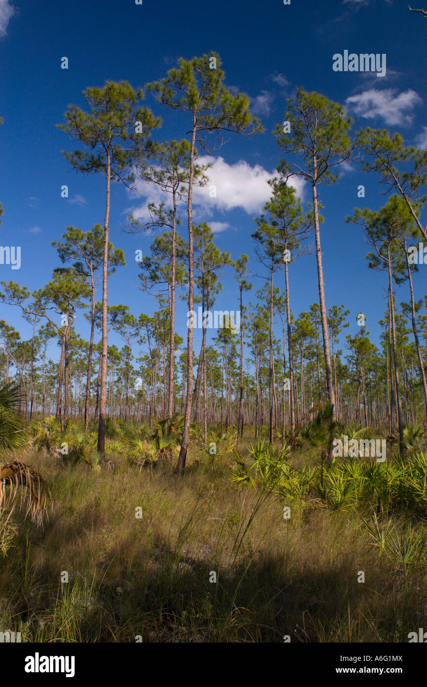 EVERGLADES NATIONAL PARK FLORIDA USA Slash Pine micro climate ...