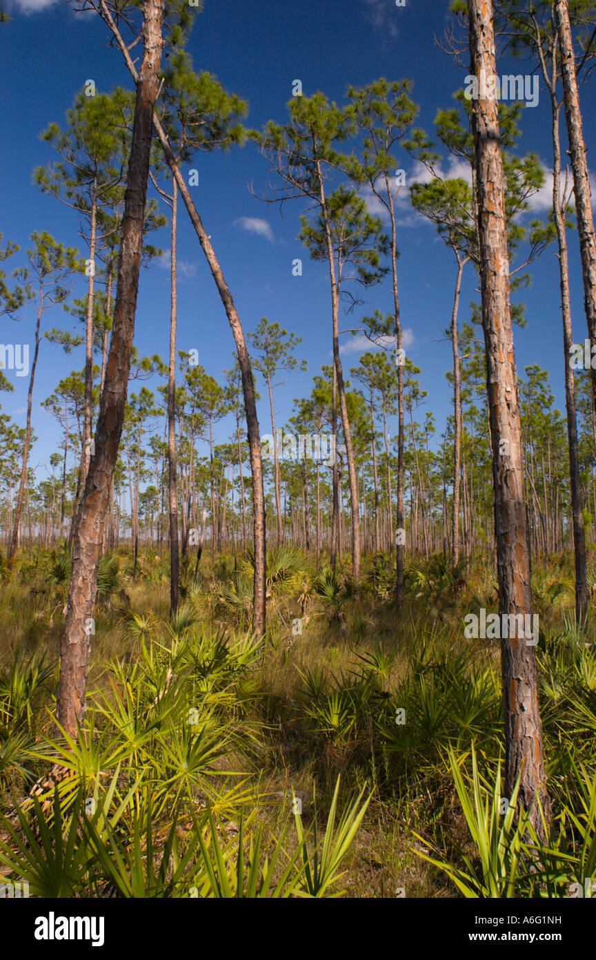 EVERGLADES NATIONAL PARK FLORIDA USA Slash Pine micro climate ...