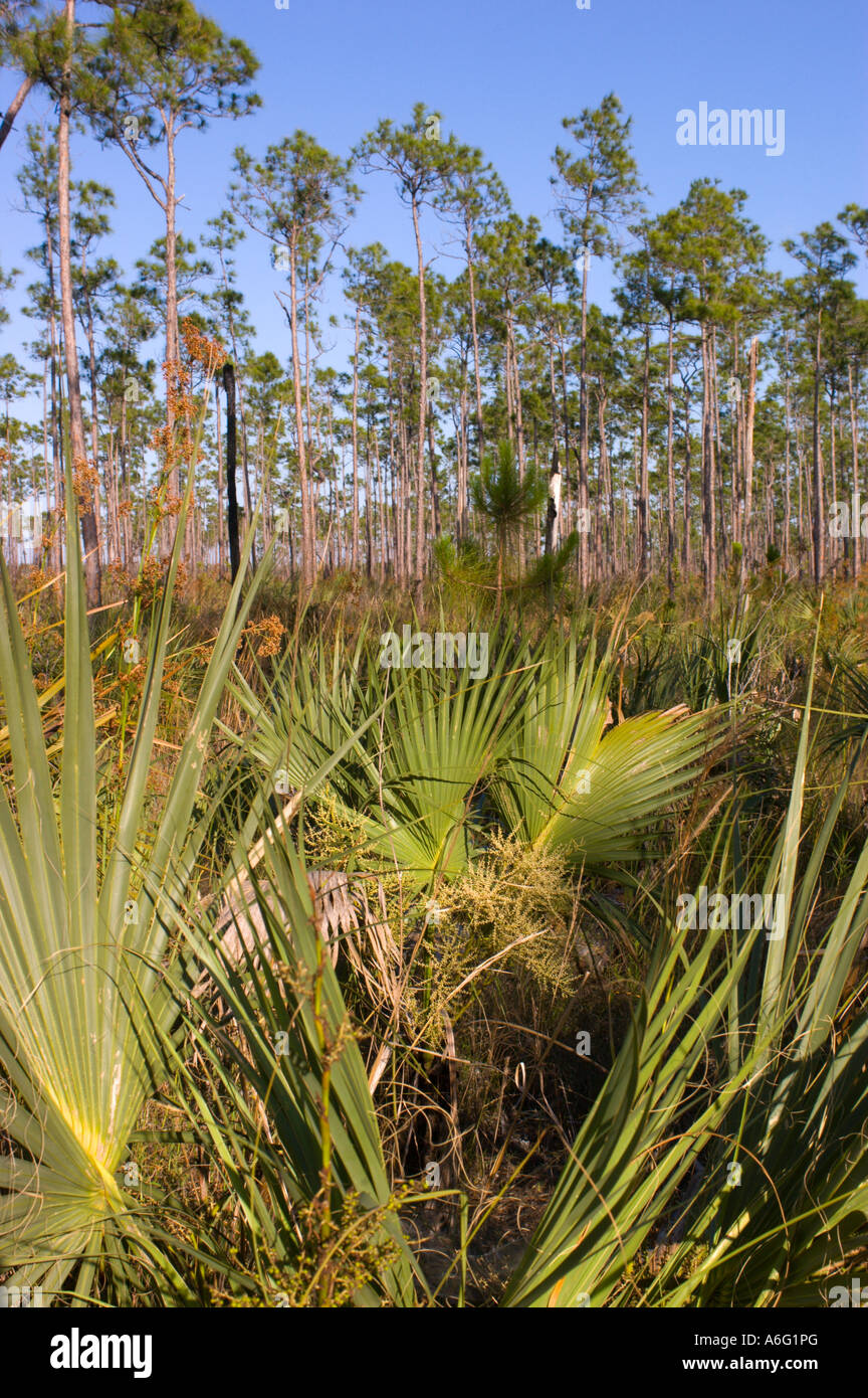 EVERGLADES NATIONAL PARK FLORIDA USA Slash Pine micro climate ...