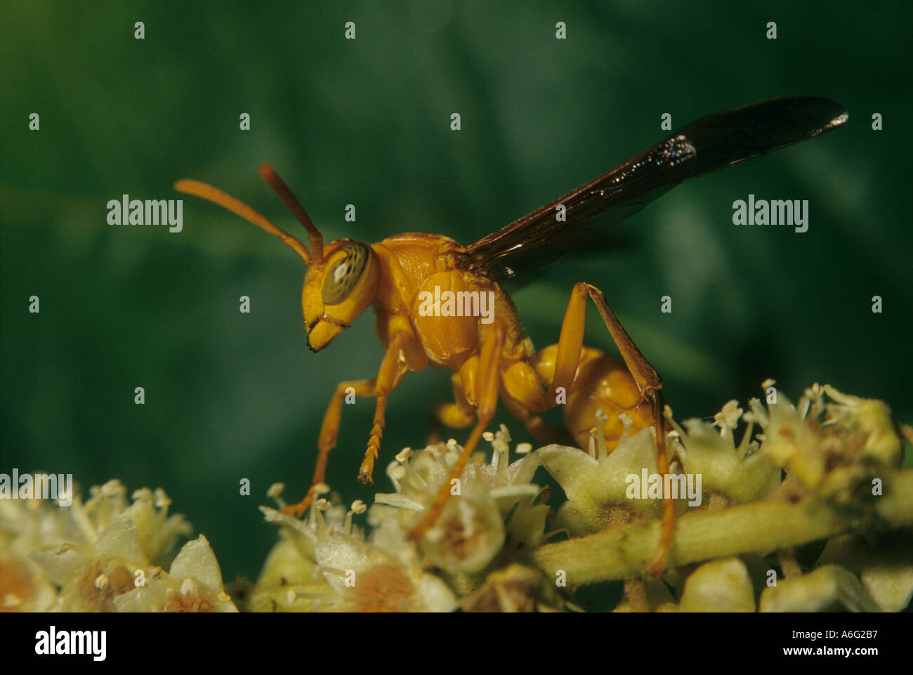 Indian wasp hi-res stock photography and images - Alamy