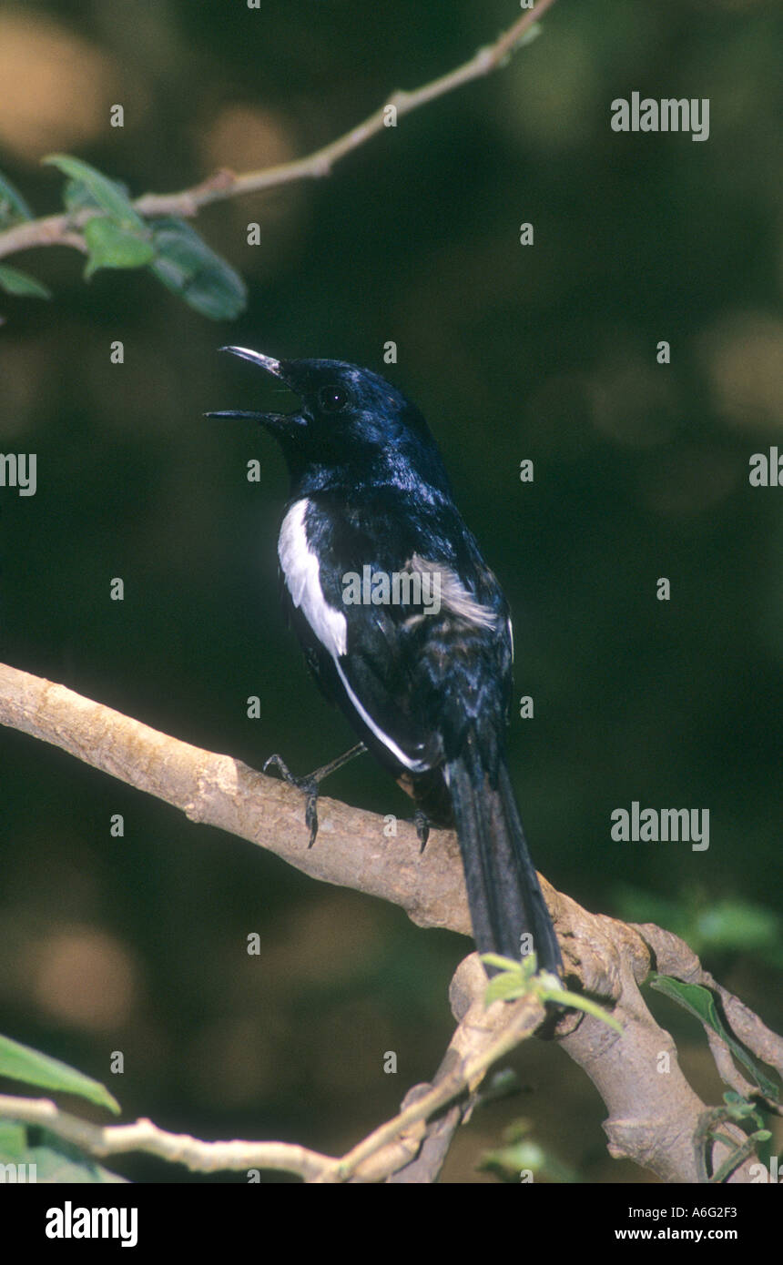 Calling of indian robin hi-res stock photography and images - Alamy
