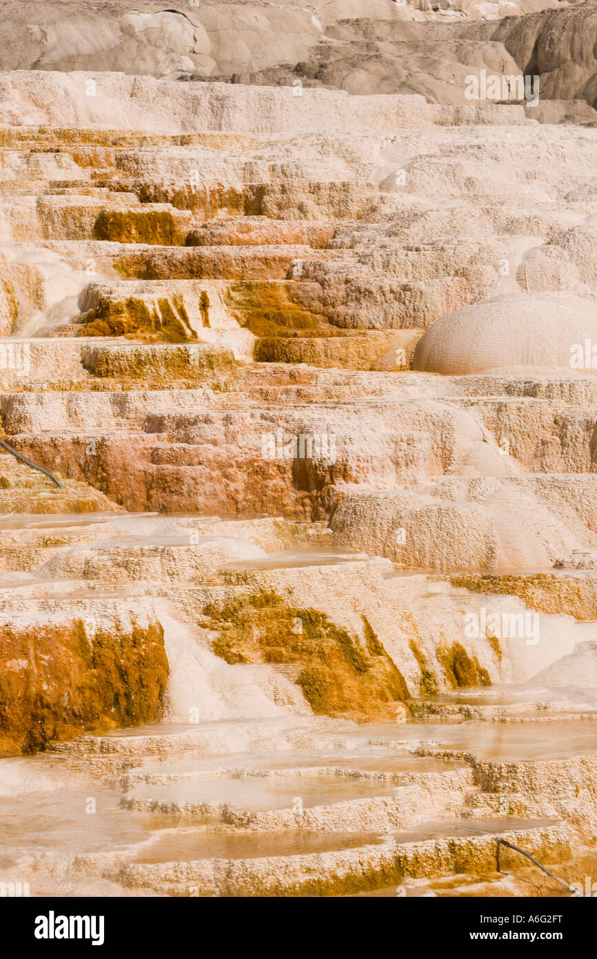 WYOMING USA Canary Spring area Mammoth Hot Springs in Yellowstone ...
