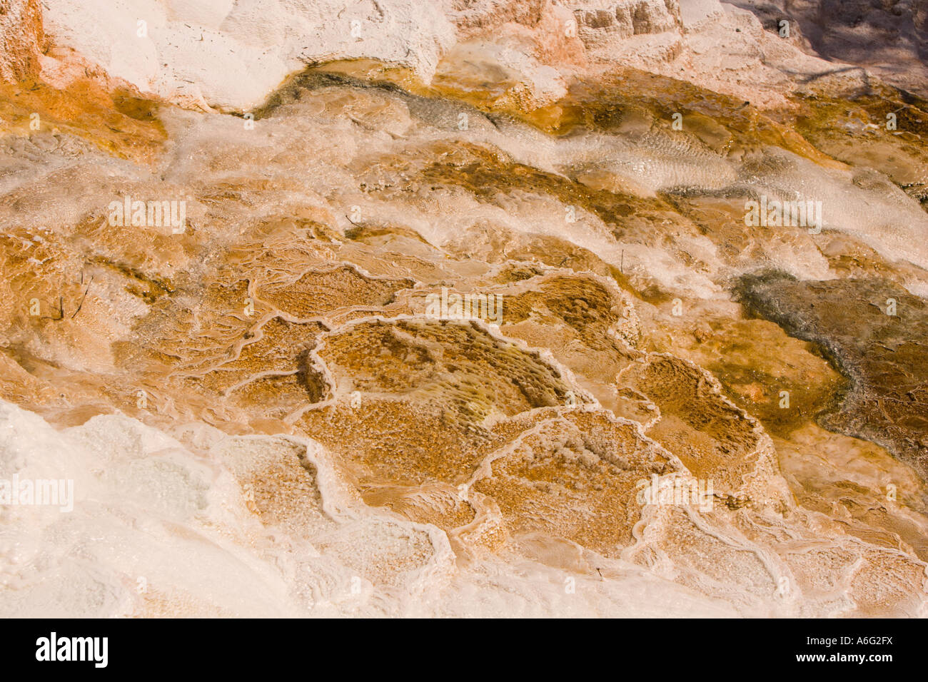 WYOMING USA Canary Spring area Mammoth Hot Springs in Yellowstone ...