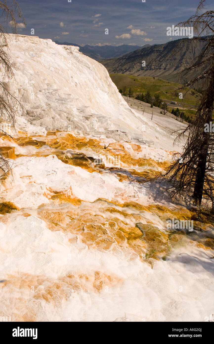WYOMING USA Canary Spring area Mammoth Hot Springs in Yellowstone ...