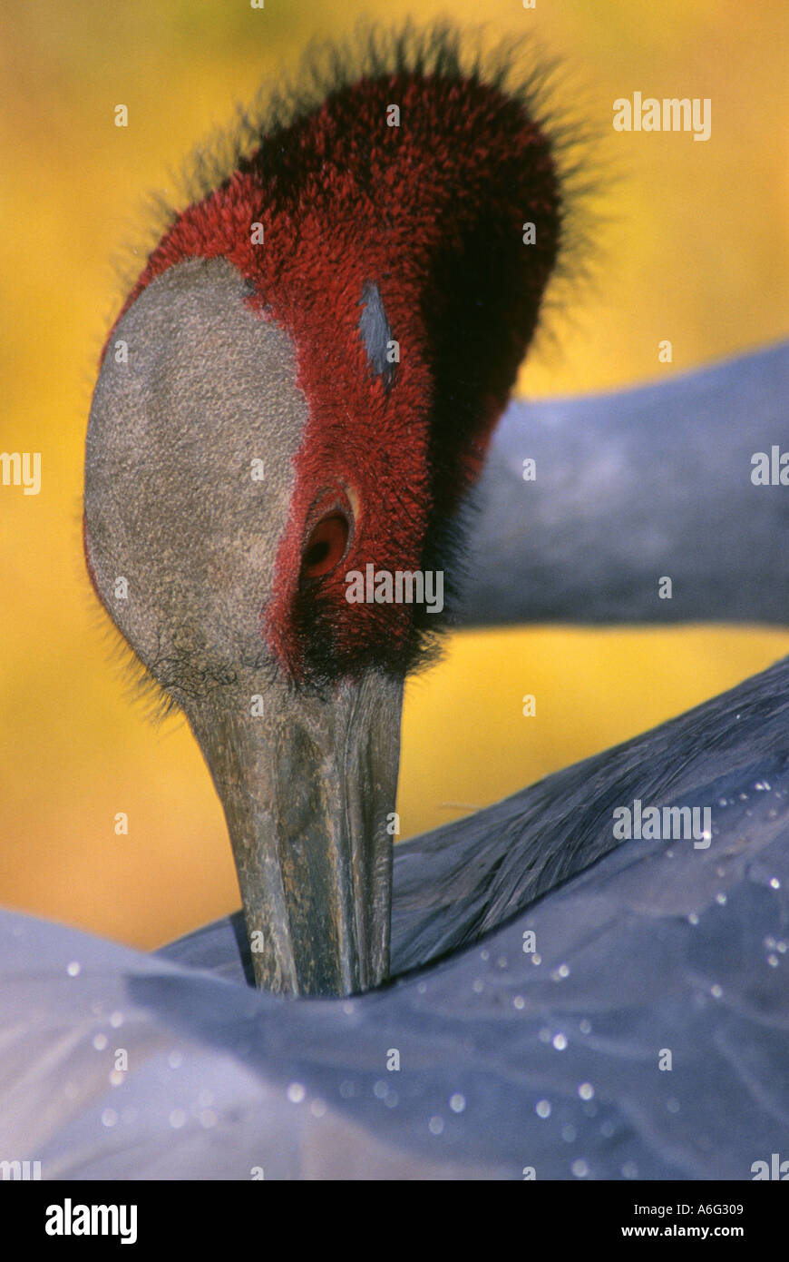 Colorful sarus hi-res stock photography and images - Alamy