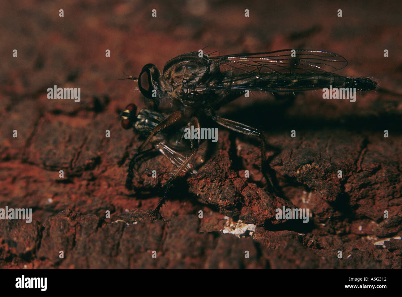 Indian robberfly hi-res stock photography and images - Alamy