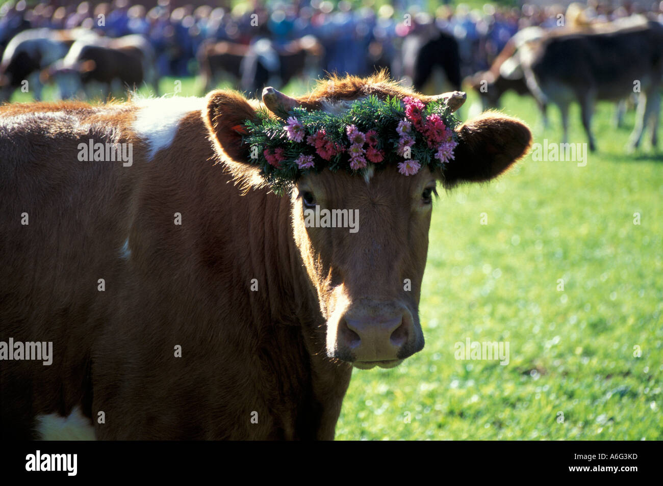 Decorated cow, Almabtrieb in Münstertal, Black Forest, Baden ...
