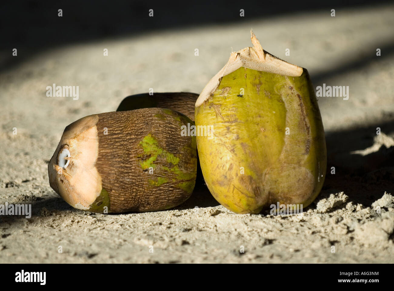 Coconut shells, Boca Chica, Dominican Republic, 1/07 Stock Photo - Alamy