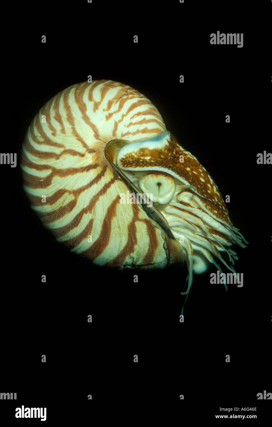 Nautiloid hi-res stock photography and images - Alamy
