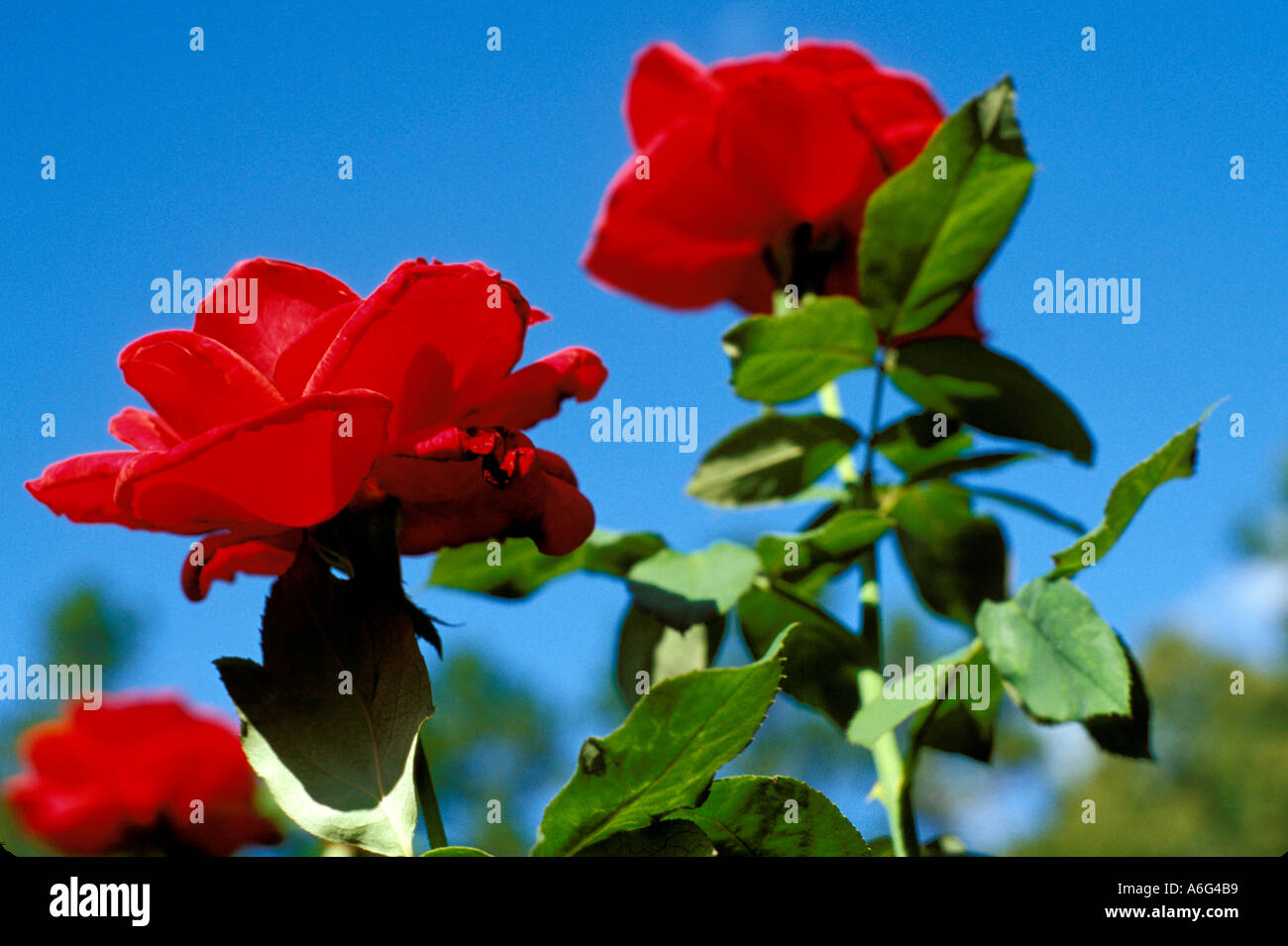 Roes garden hi-res stock photography and images - Alamy