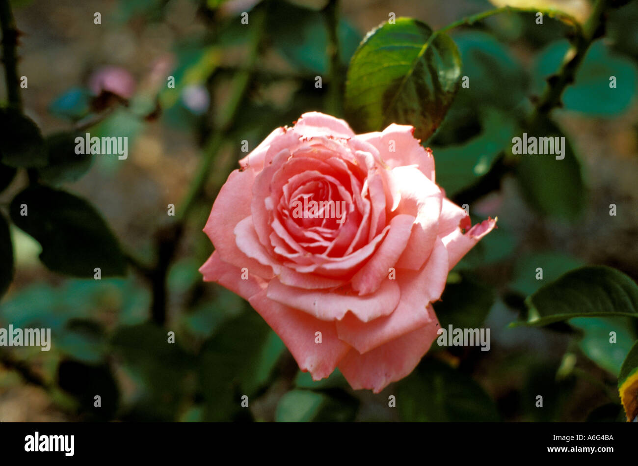 Pink Rose seen in Shreveport Louisiana Stock Photo - Alamy