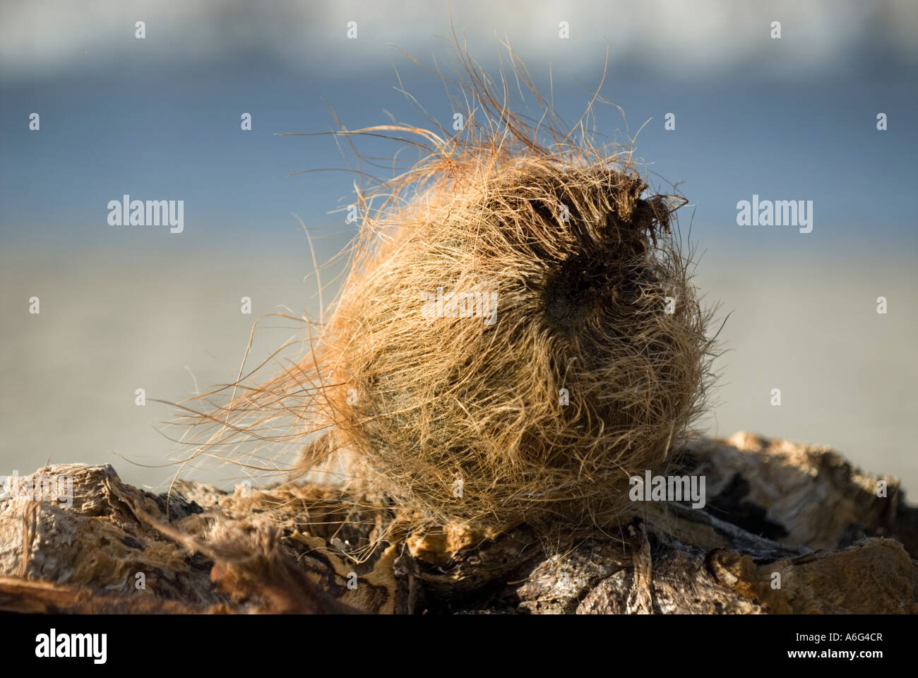 Exotic coconut husk shell hi-res stock photography and images - Alamy