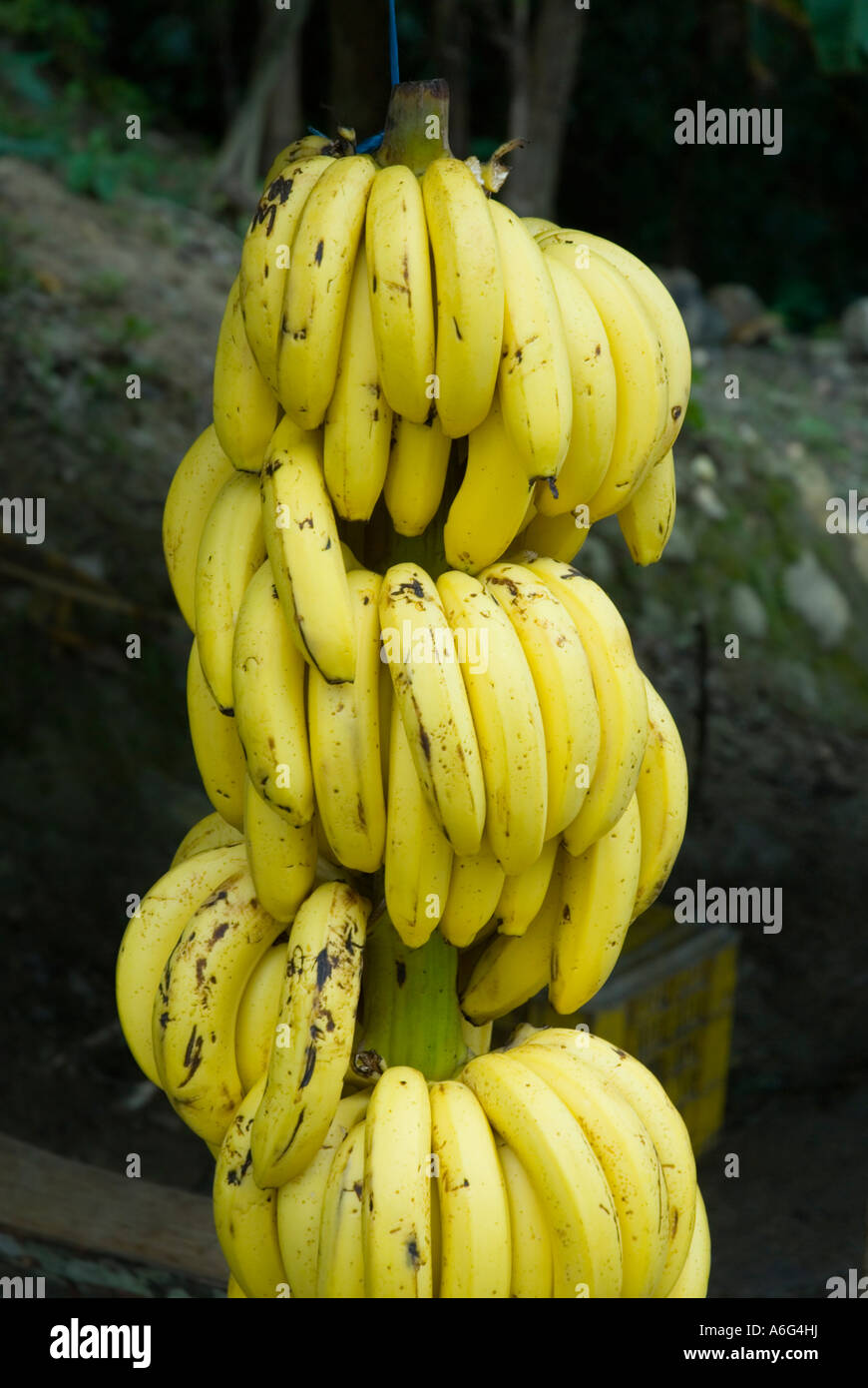 Bananas mountain road from sosua hi-res stock photography and images ...