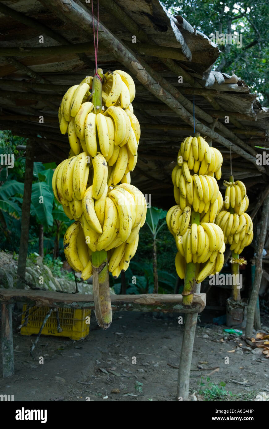 Bananas mountain road from sosua hi-res stock photography and images ...