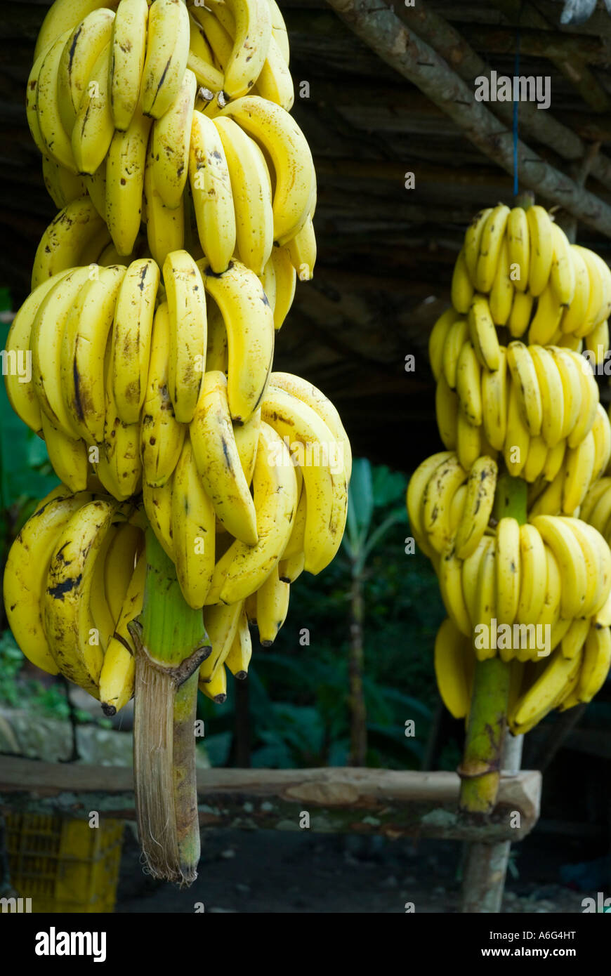 Santiago republica dominicana hi-res stock photography and images - Alamy