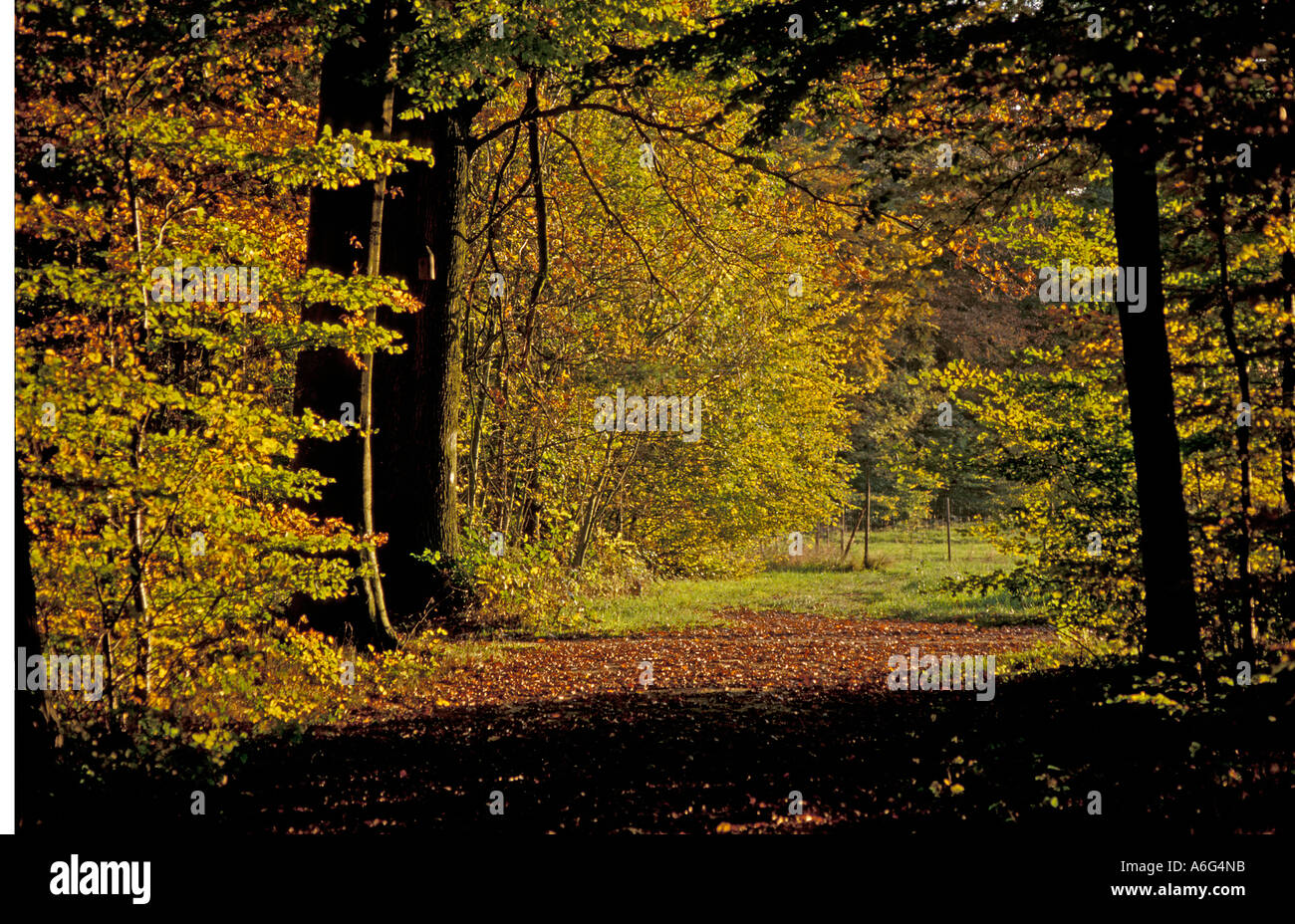 Edge of a forest, beech-trees with autumn leaves in warm afternoon ...