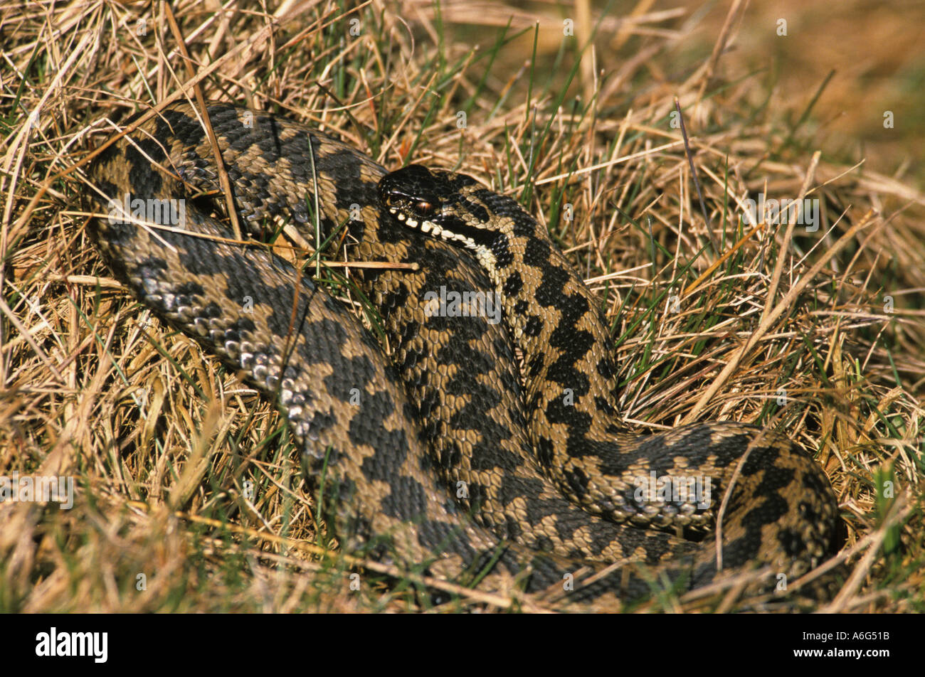 Male Adder basking in grass UK Stock Photo - Alamy
