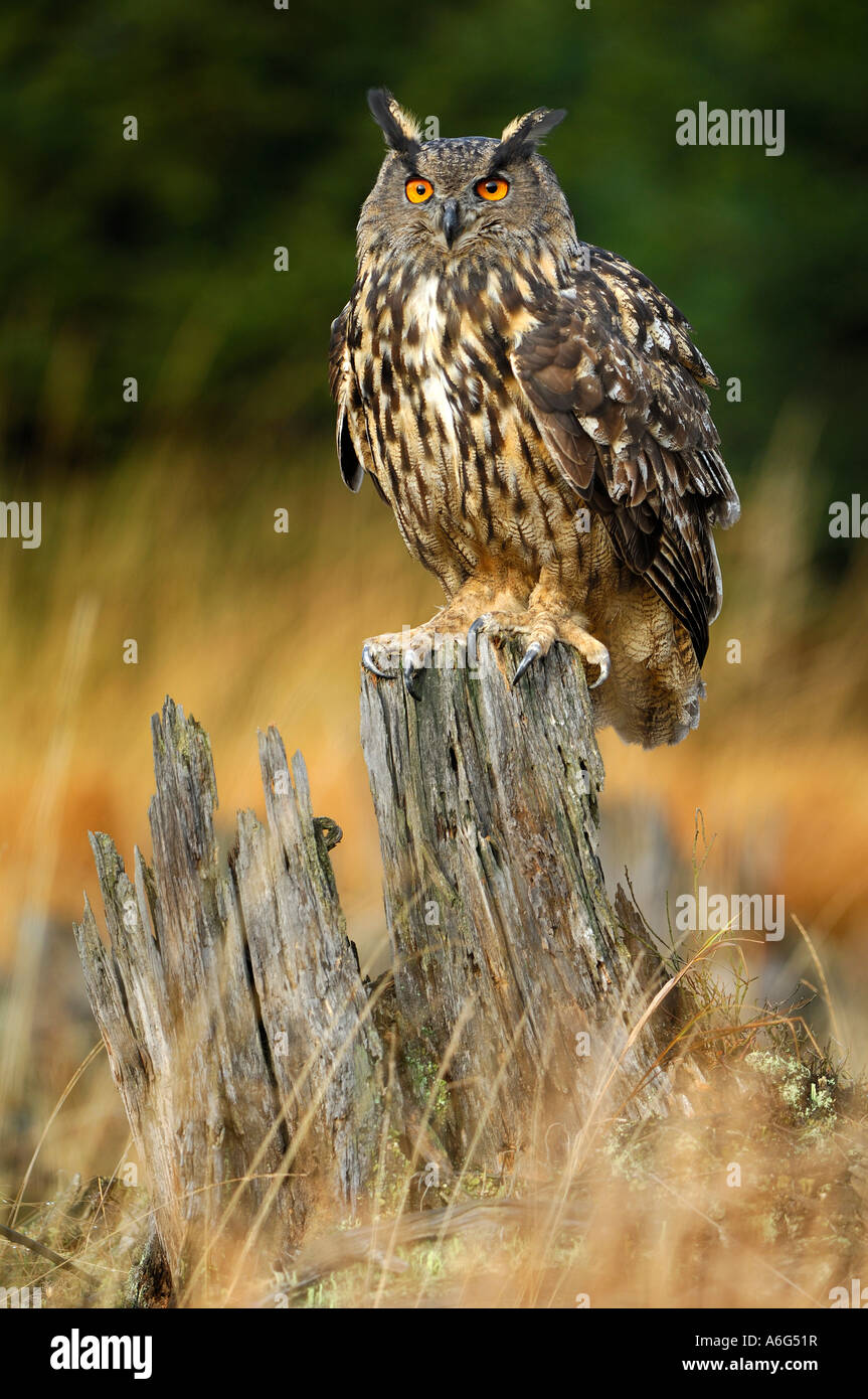 Eurasian Eagle-owl sitting on a tree stump Stock Photo - Alamy